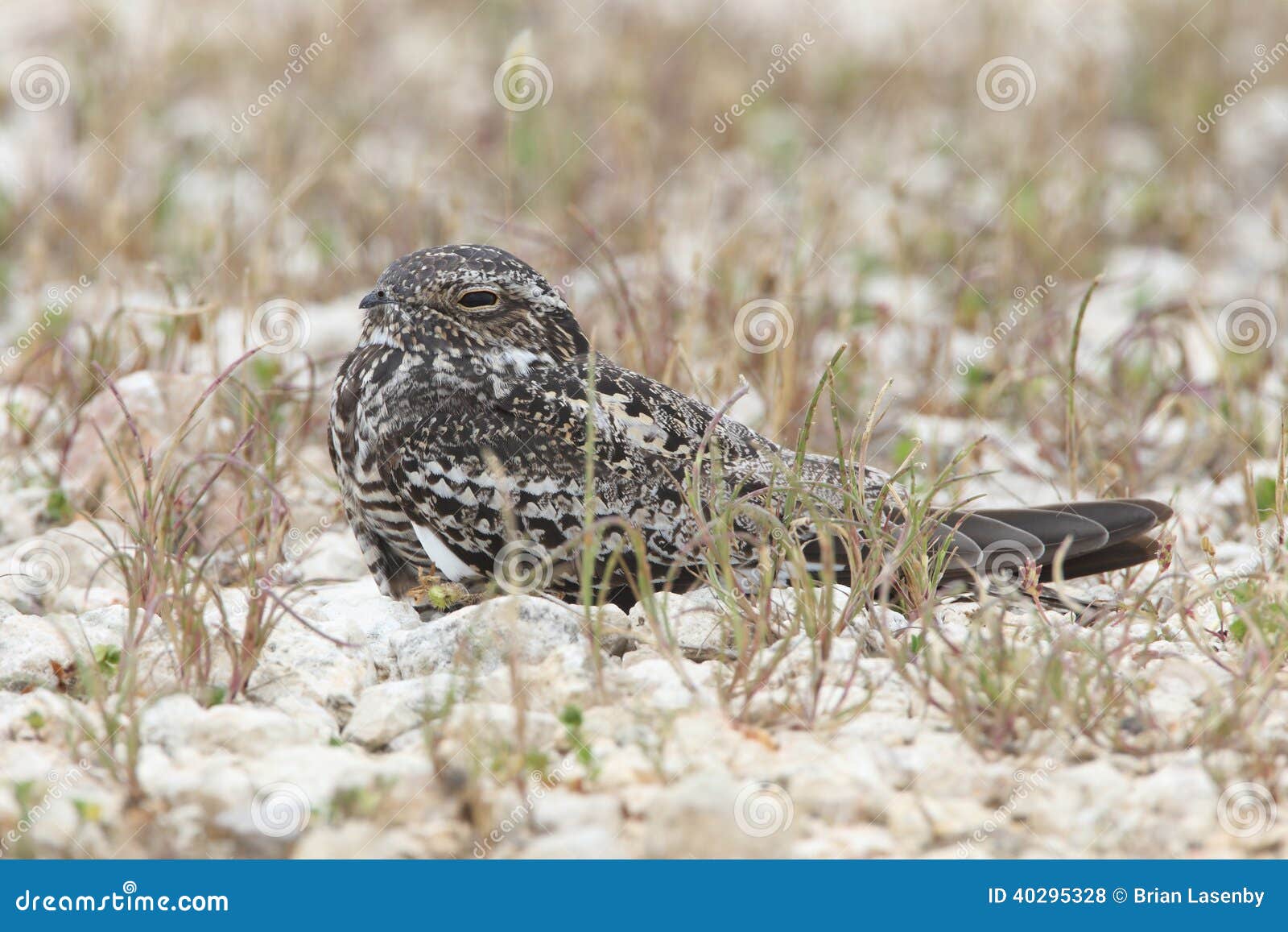 Common Nighthawk Chordeiles Minor Perched On A Wood Fence Post Stock ...