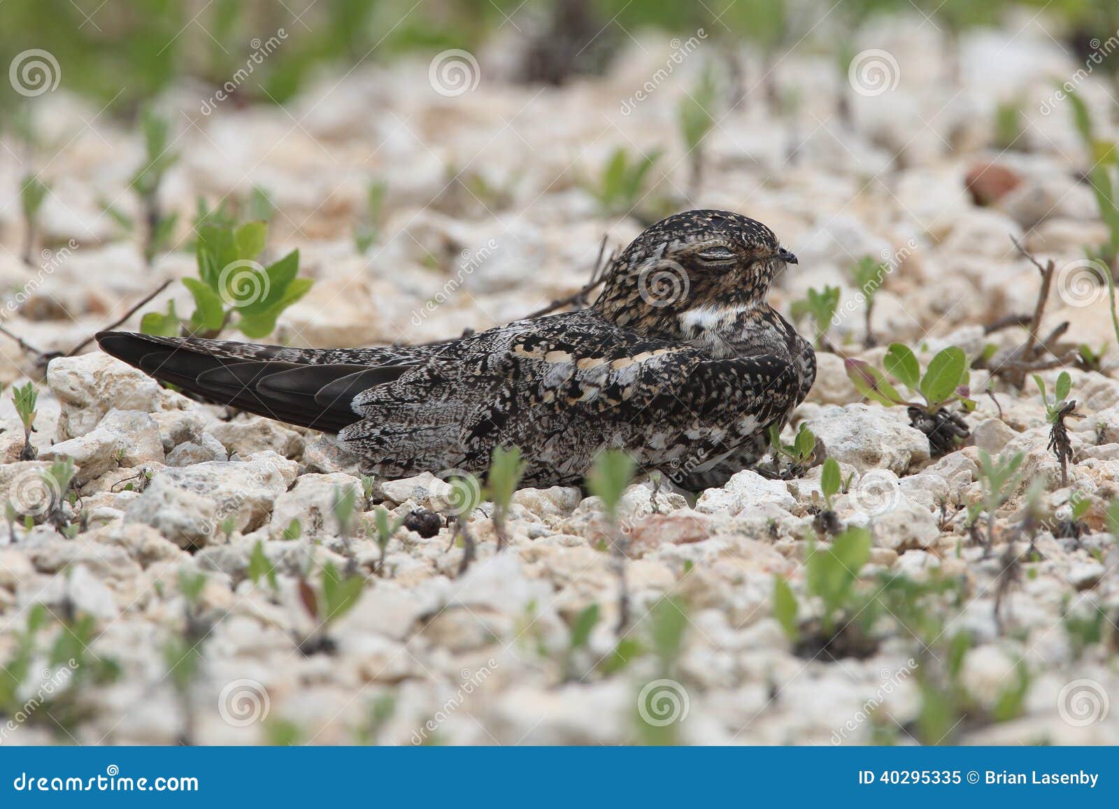 Common Nighthawk Perched on Ground - Texas Stock Image - Image of texas ...