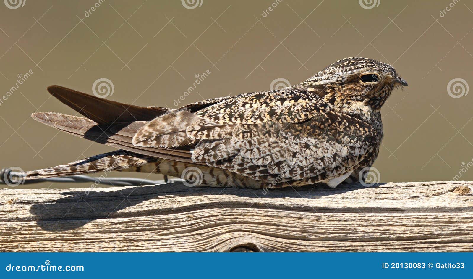 Common Nighthawk Resting stock image. Image of wildlife - 20130083