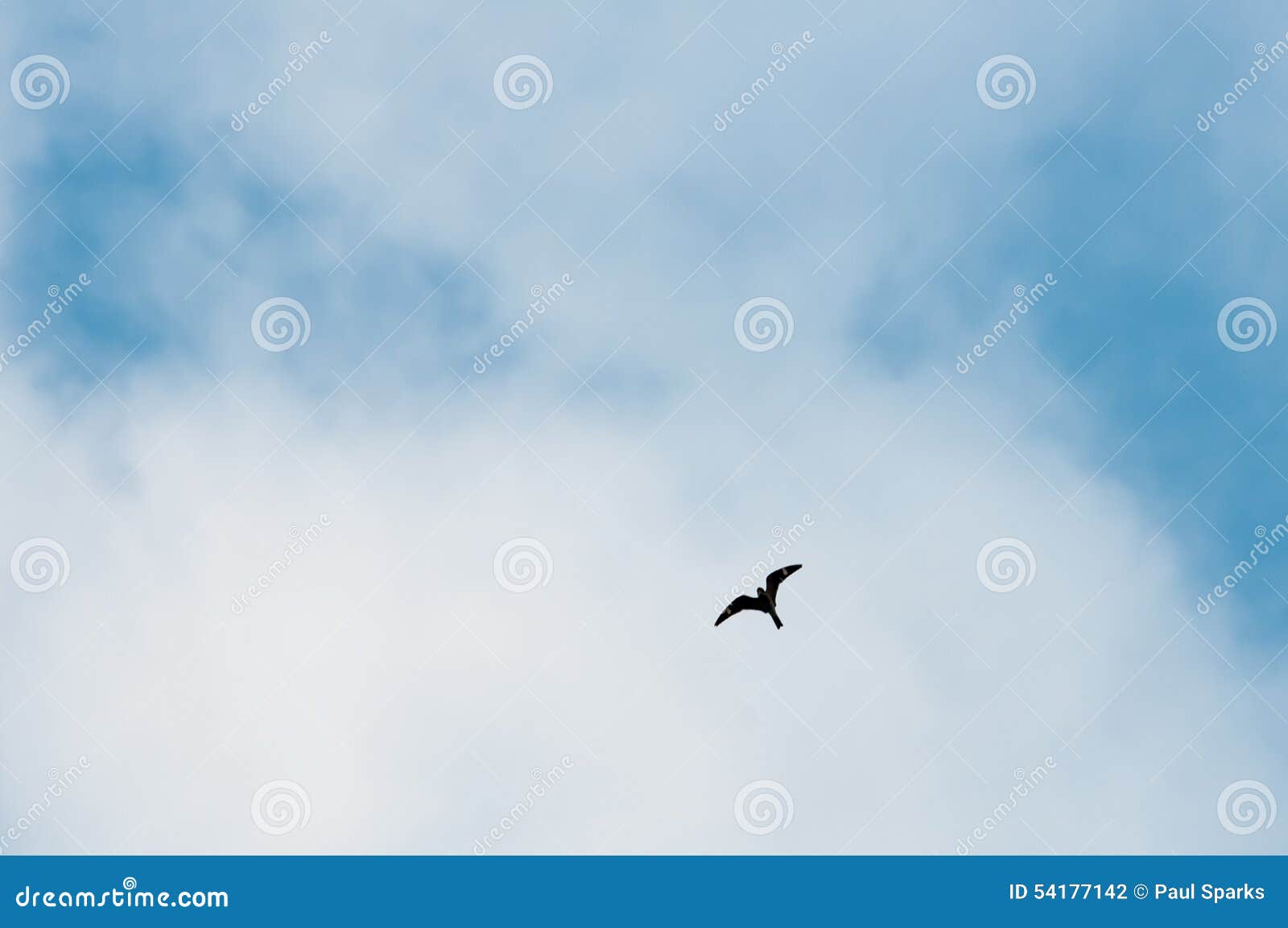 Common Nighthawk stock photo. Image of flying, wings - 54177142