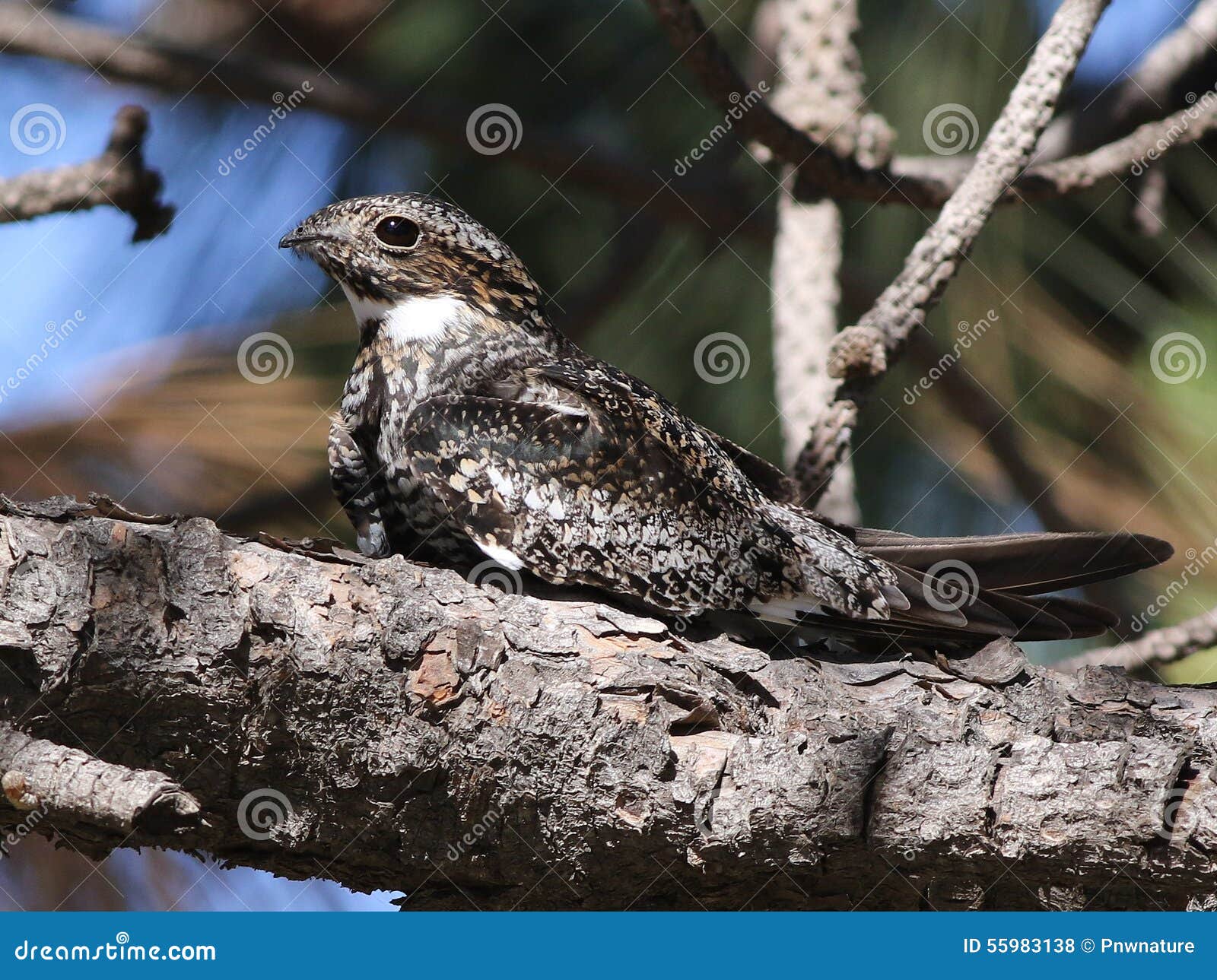Common Nighthawk in Sunlight Stock Photo - Image of desert, bird: 55983138