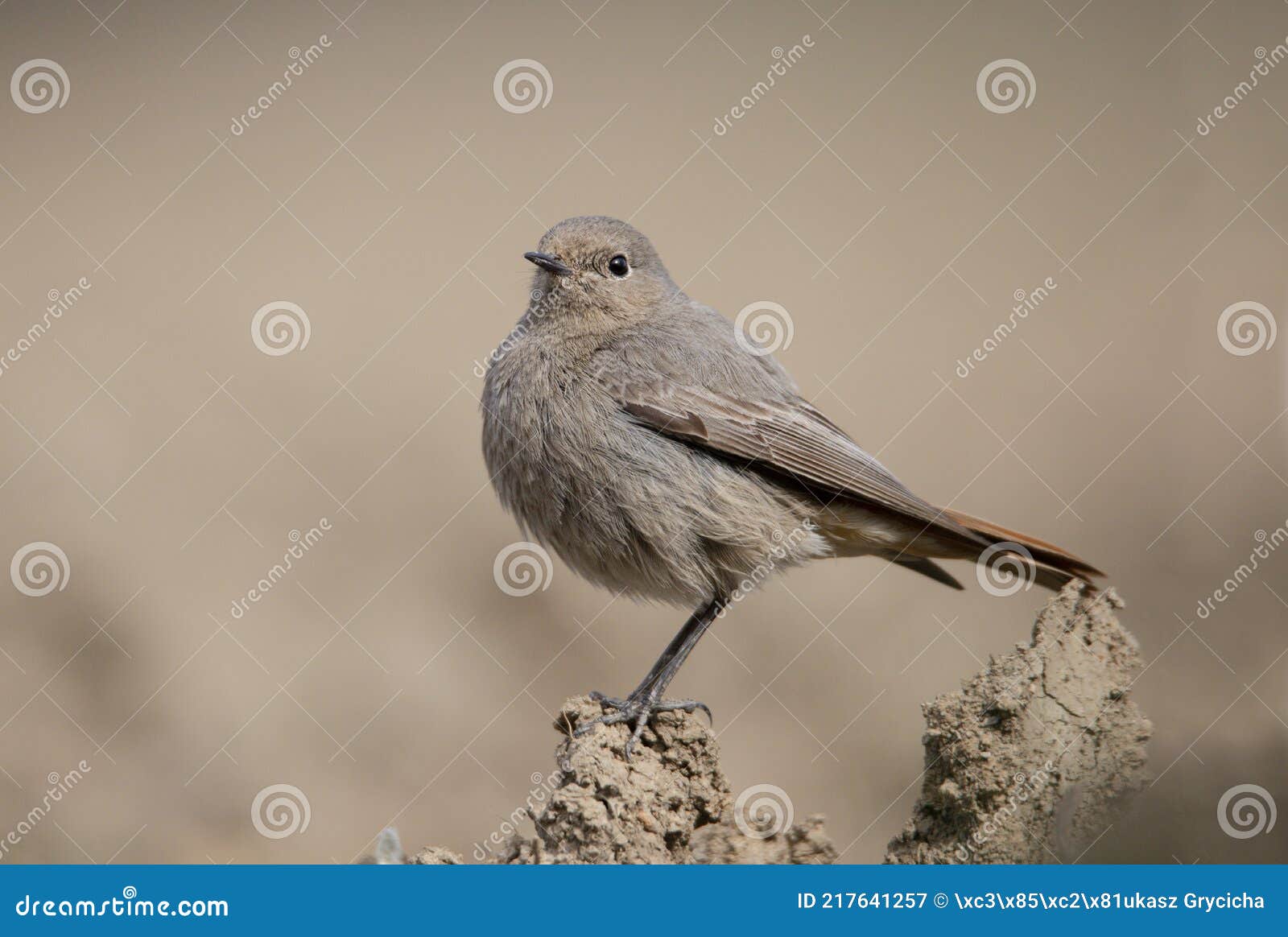 Common nightingale stock image. Image of nature, wings - 217641257