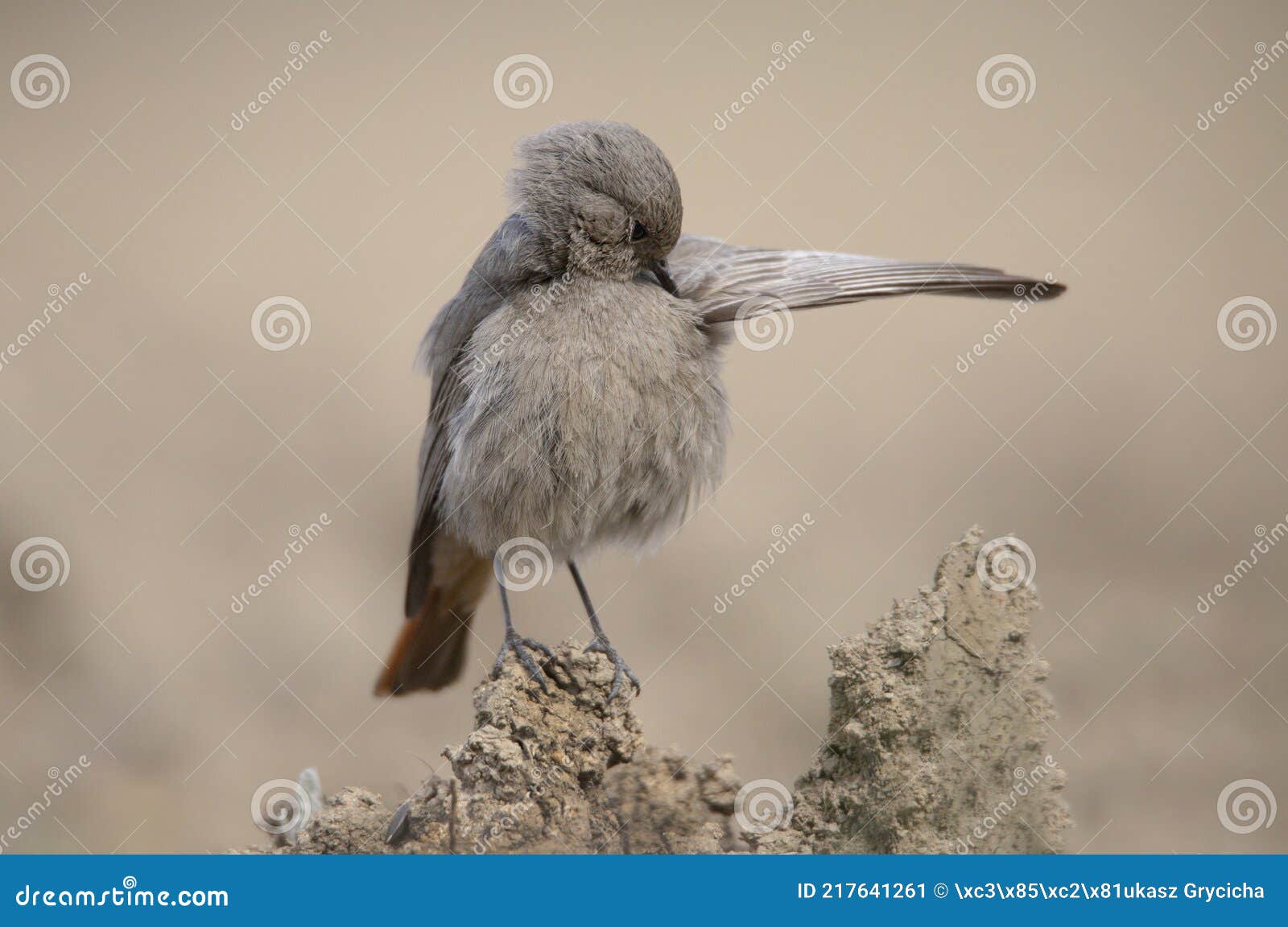 Common nightingale stock image. Image of nightingale - 217641261