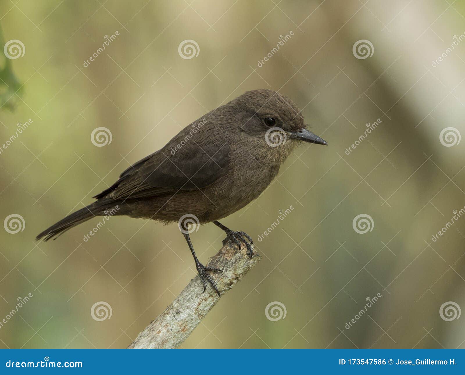 A Common Nightingale on a Branch Stock Photo - Image of bird, ecology ...