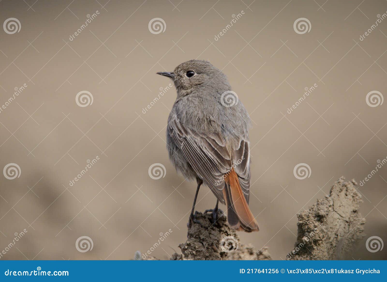 Common nightingale stock photo. Image of commom, nightingale - 217641256
