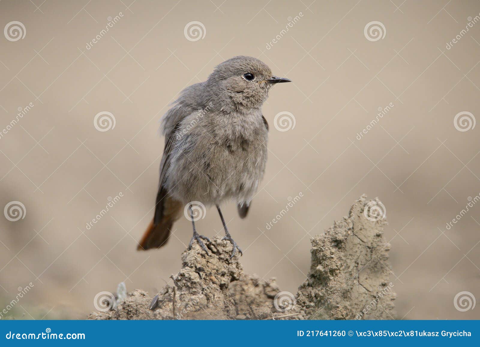 Common nightingale stock photo. Image of tail, nature - 217641260