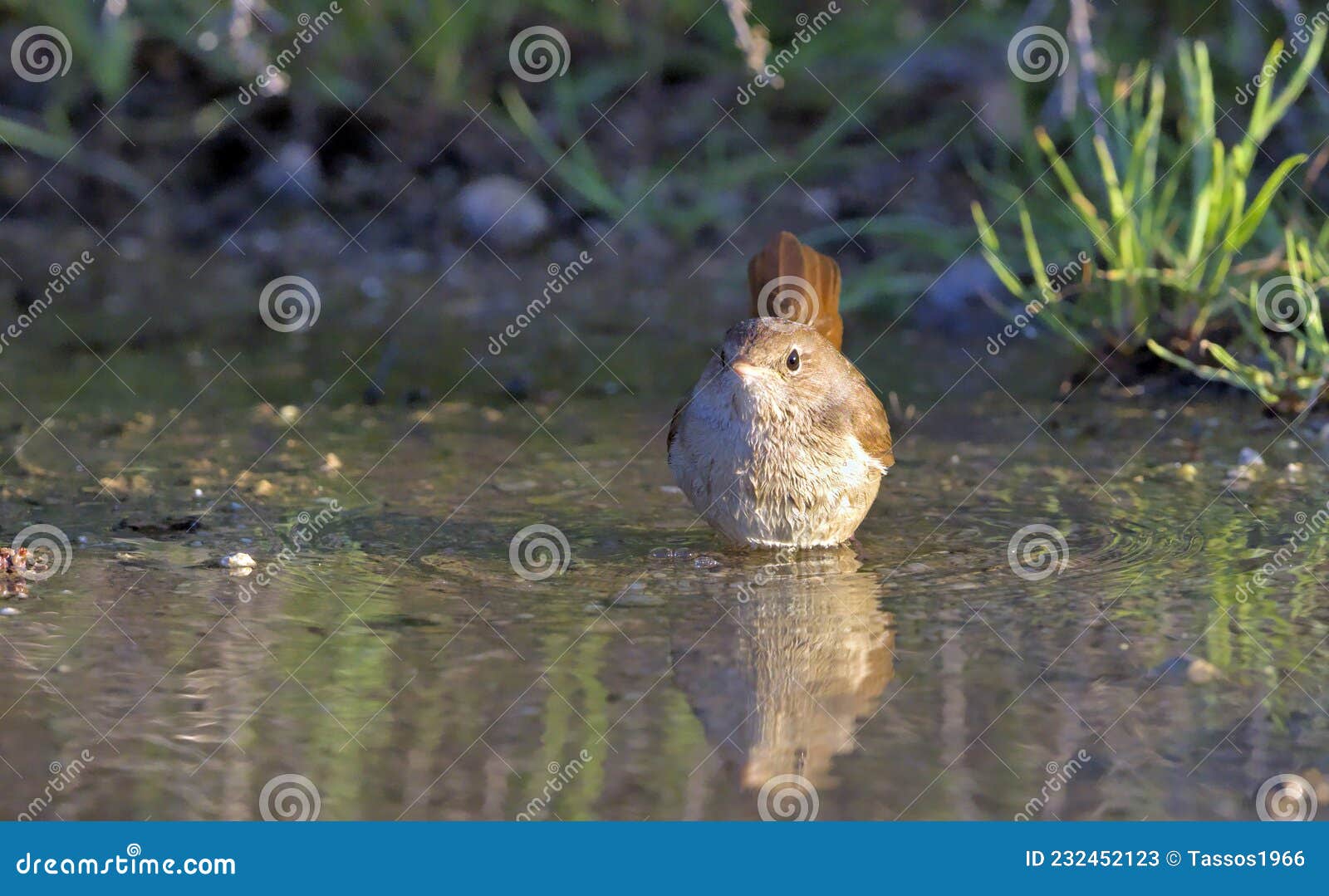 Common Nightingale, Greece stock image. Image of feather - 232452123