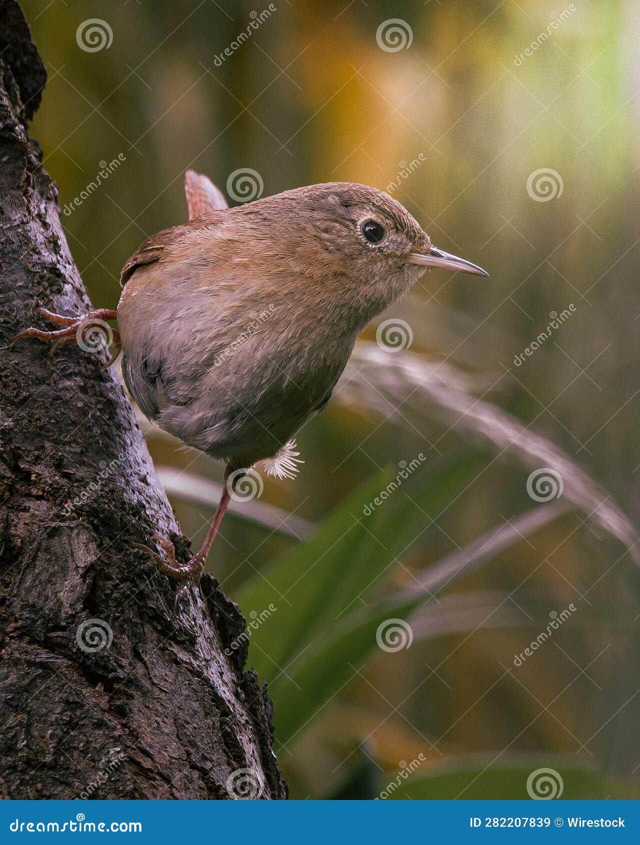 Common Nightingale Perched on the Side of a Tall Tree Trunk in Its ...