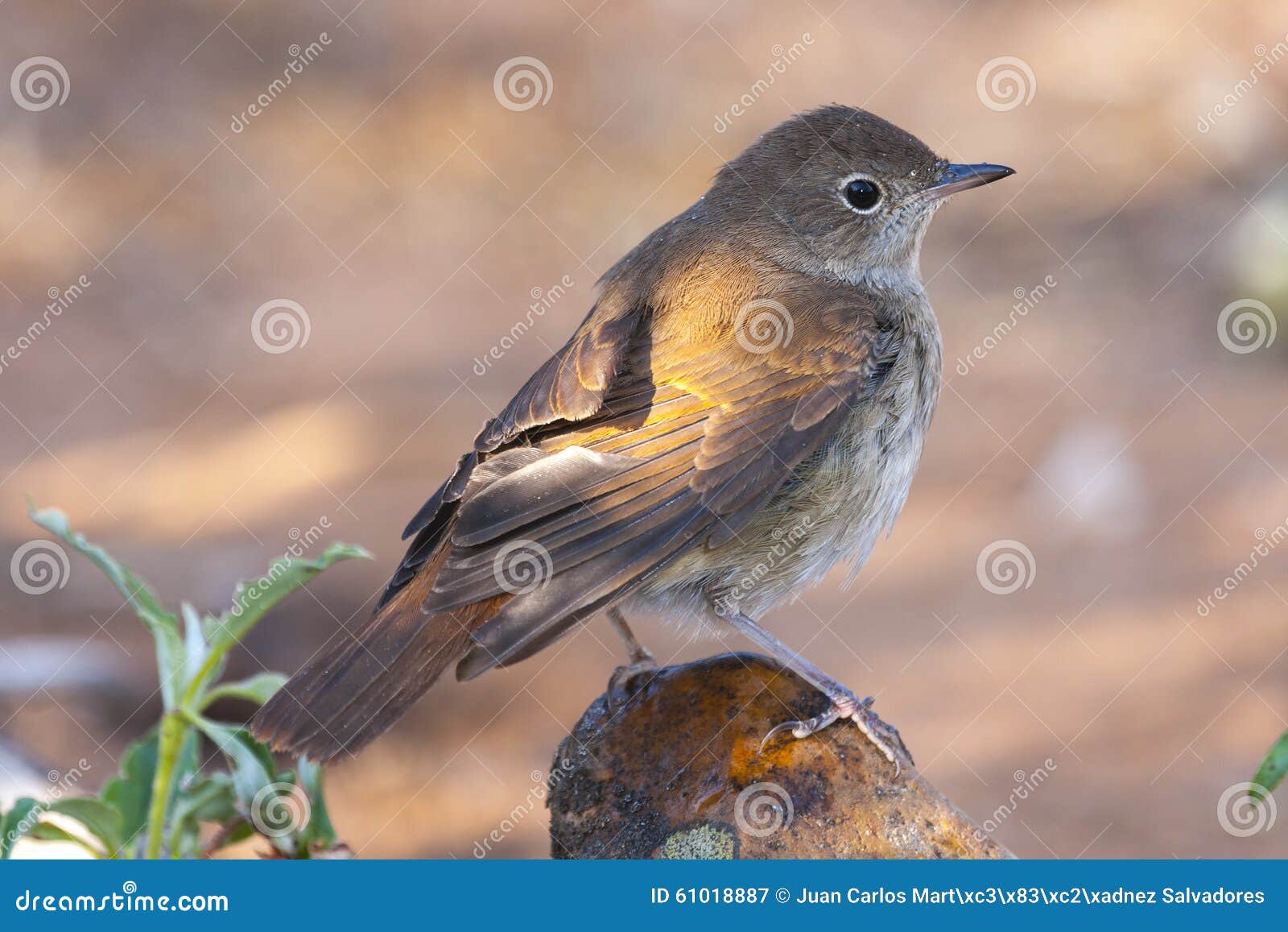Common Nightingale Perched on Top of a Stone Stock Image - Image of ...