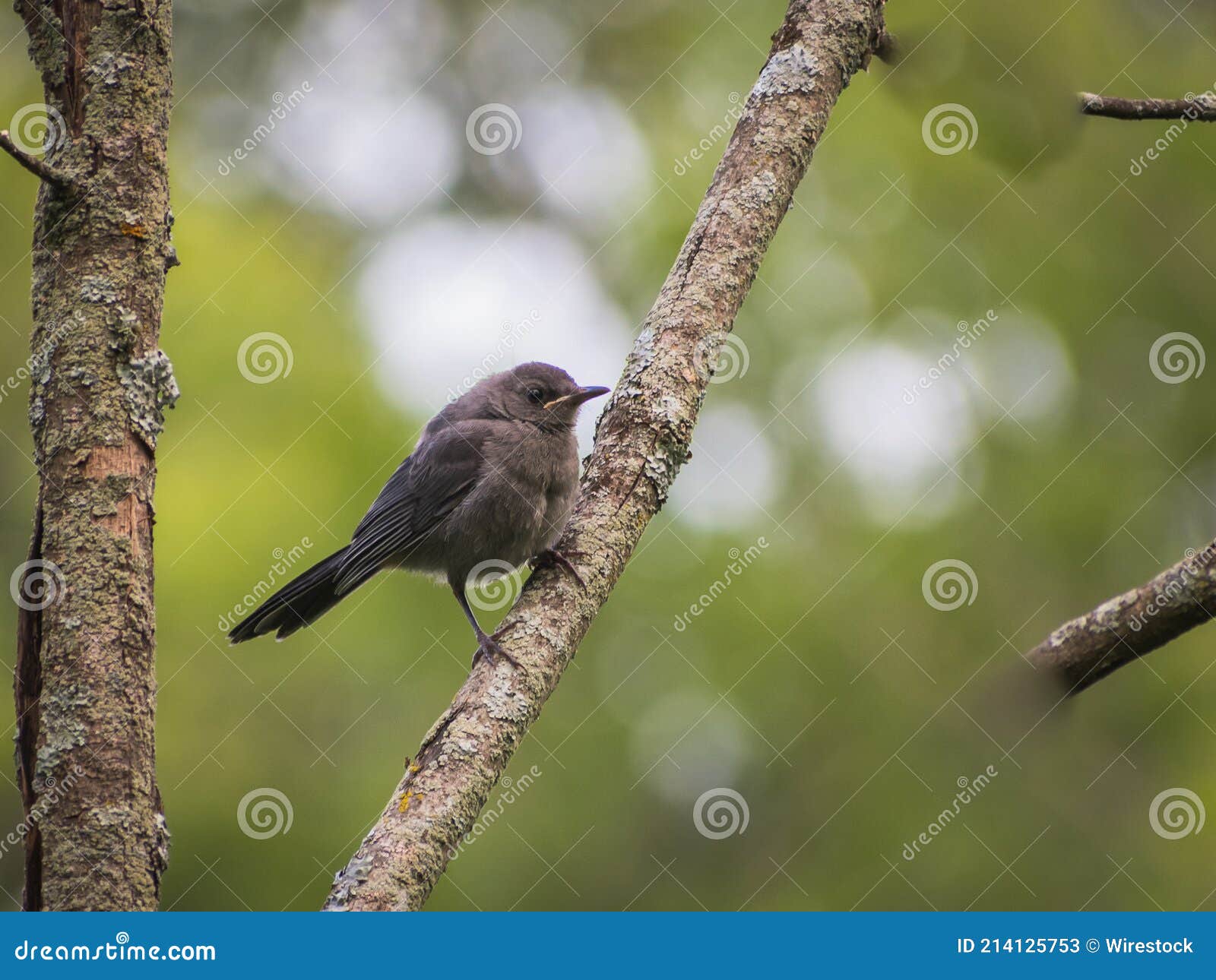 Common Nightingale Perched on a Tree Branch on a Blurred Background ...