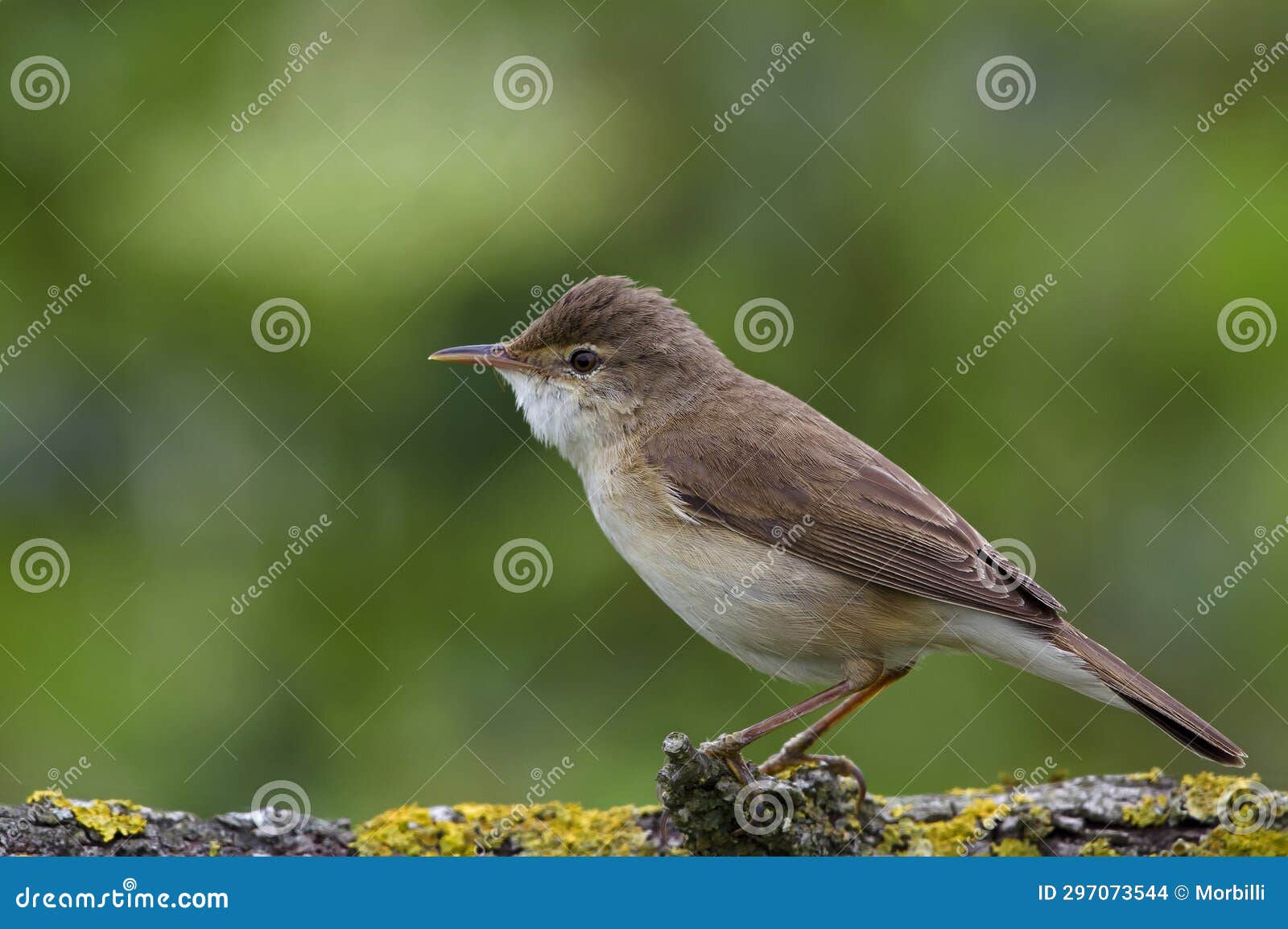 The Common Nightingale Closeup View Stock Photo - Image of finch, twig ...