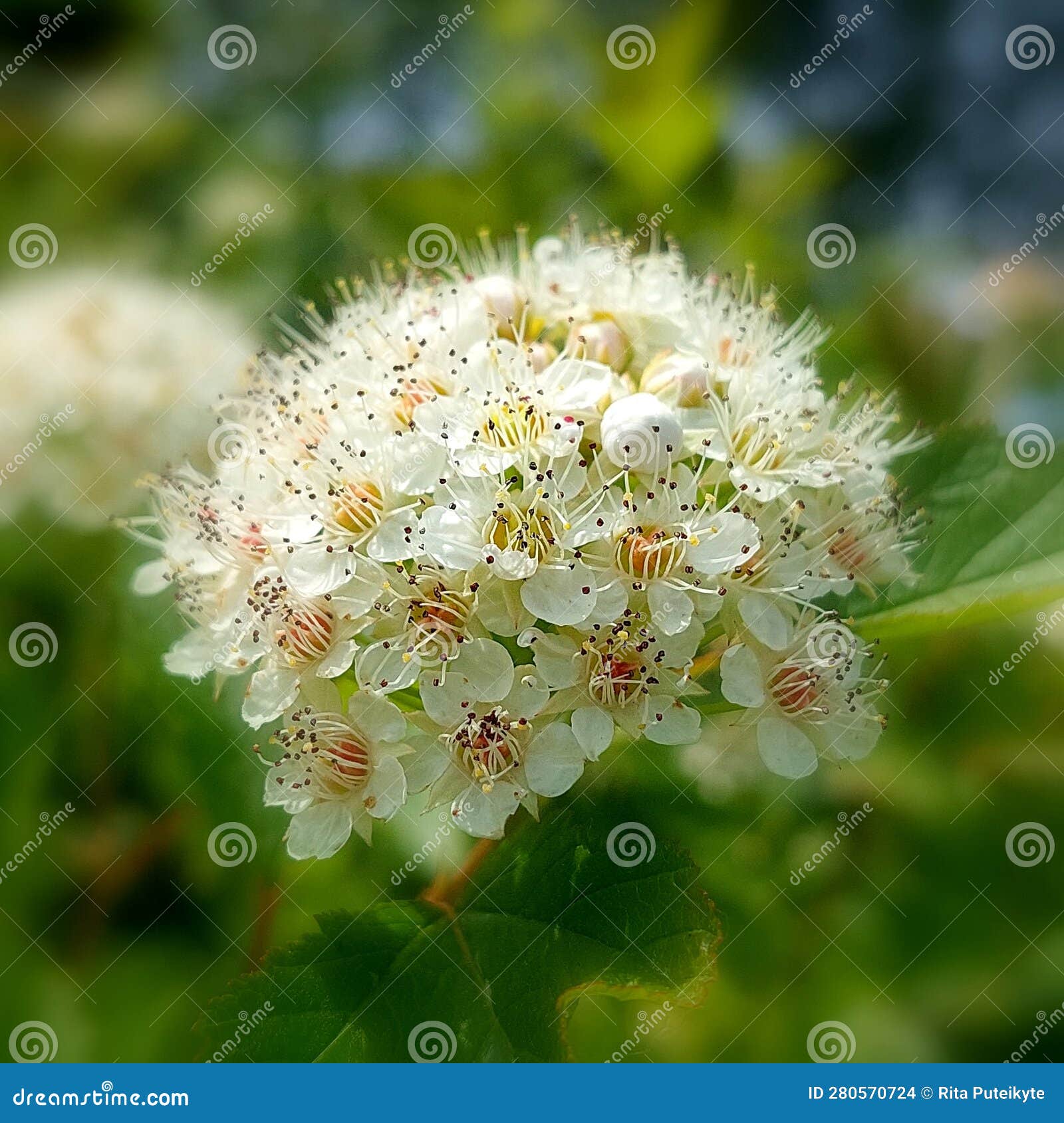Common Ninebark (Physocarpus Opulifolius) Stock Photo - Image of ...