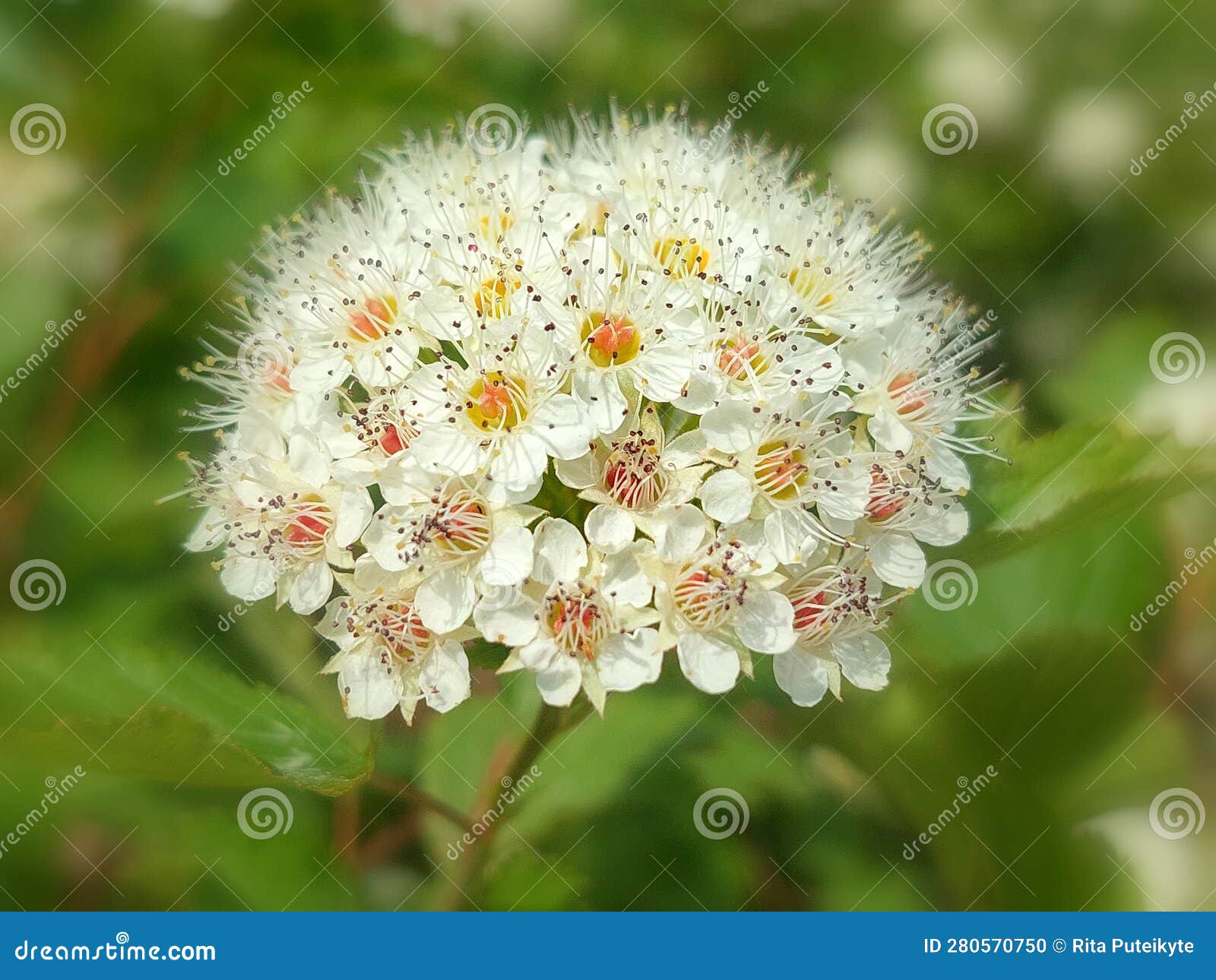 Common Ninebark Physocarpus Opulifolius A Diabolo, Red Leaves Royalty ...