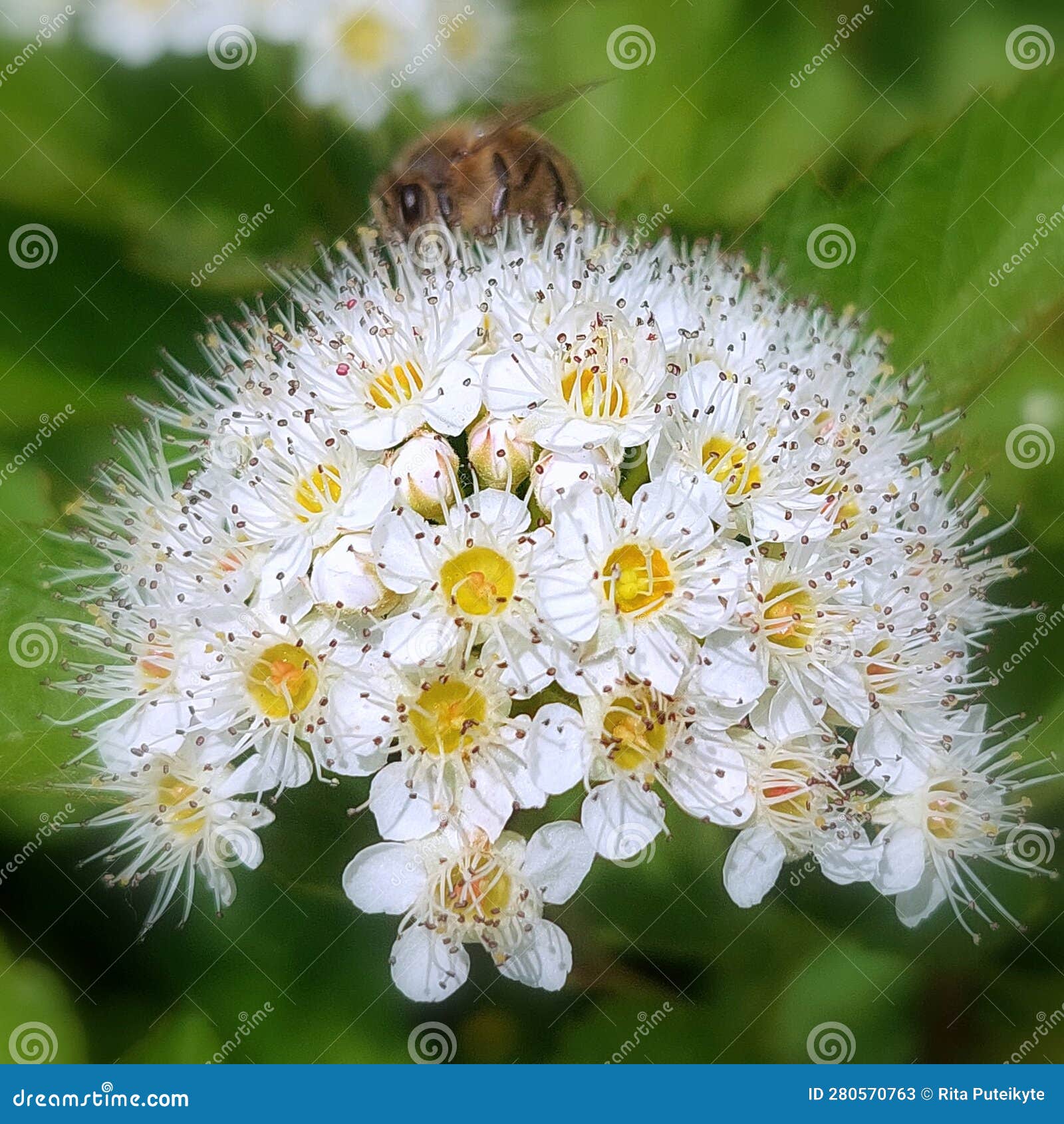 Common Ninebark (Physocarpus Opulifolius) Stock Image - Image of bloom ...
