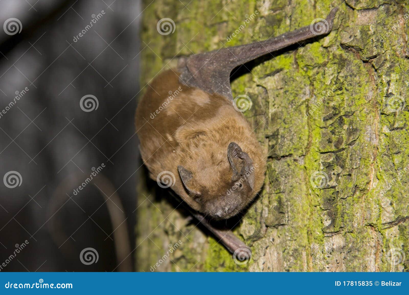 Common Noctule (Nyctalus Noctula) Stock Image - Image of noctula ...