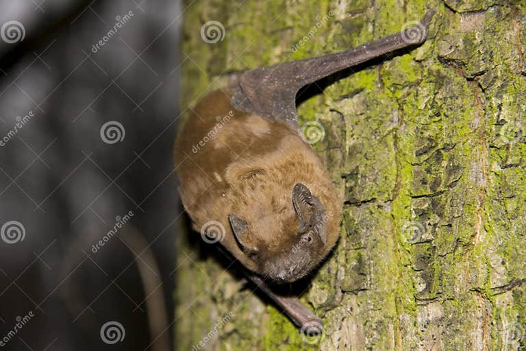 Common Noctule (Nyctalus Noctula) Stock Image - Image of noctula ...