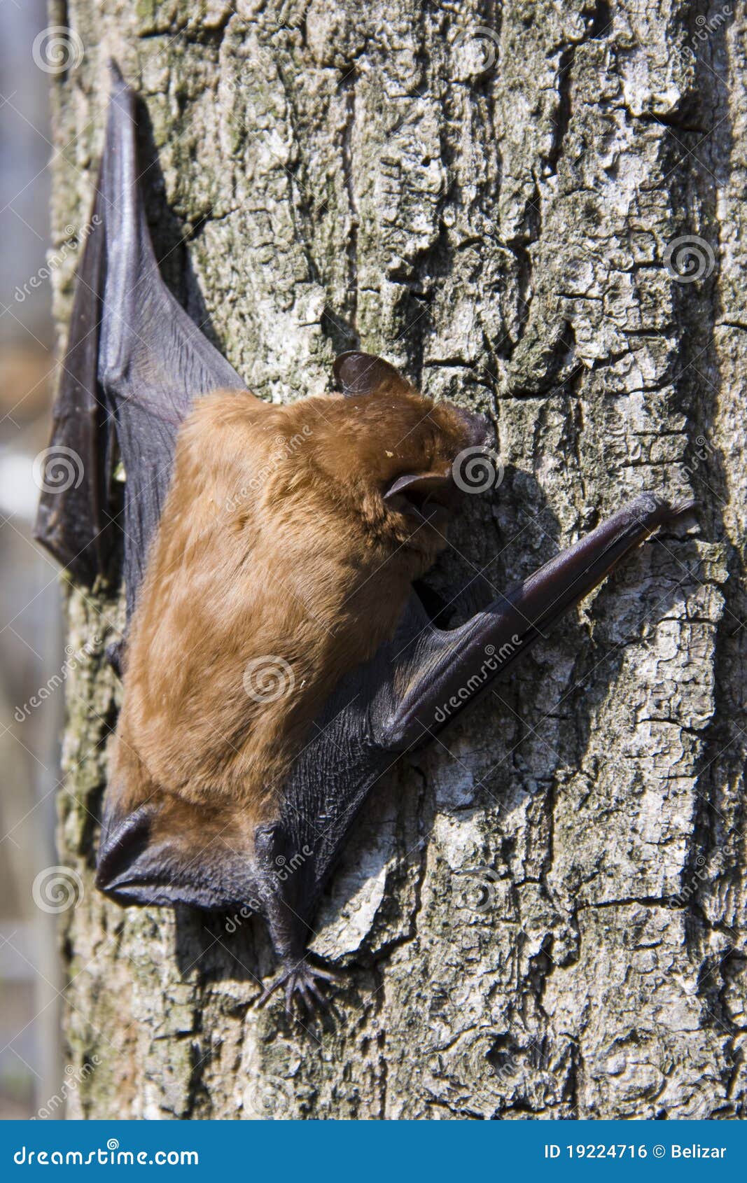 Common Noctule (Nyctalus Noctula) Stock Photo - Image of common ...