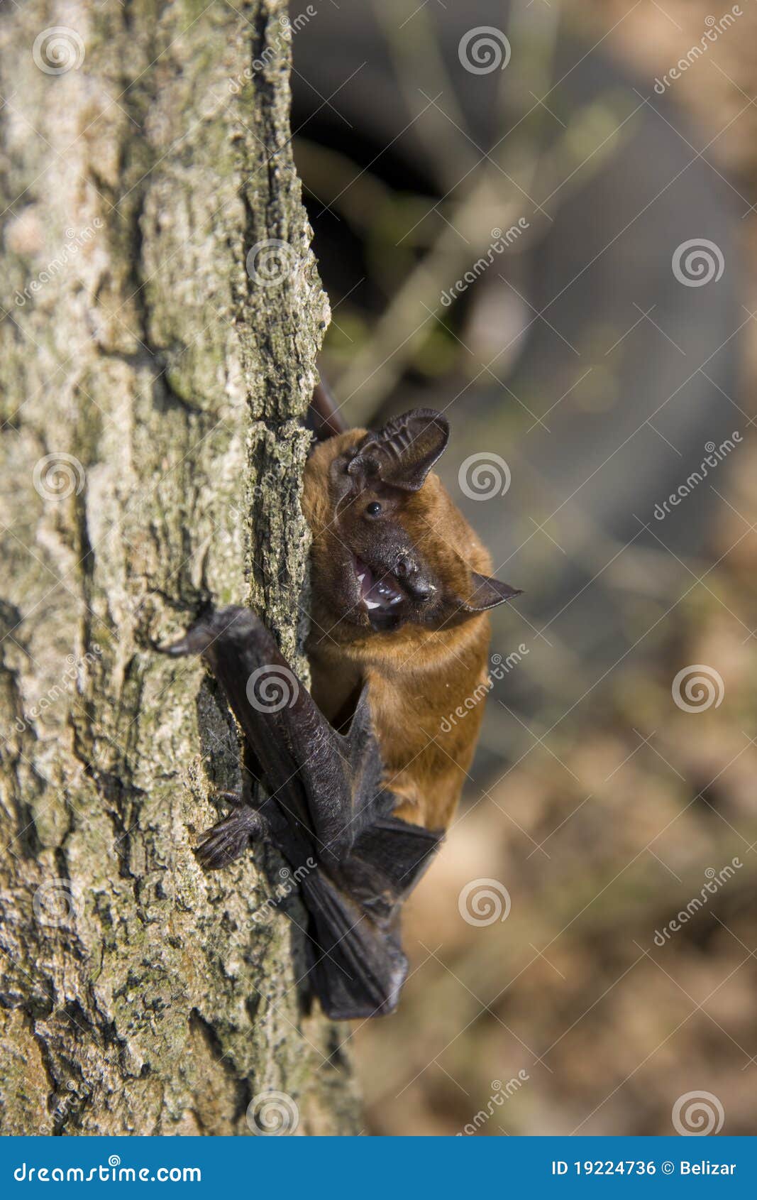 Common Noctule (Nyctalus Noctula) Stock Photo - Image of forest, climb ...