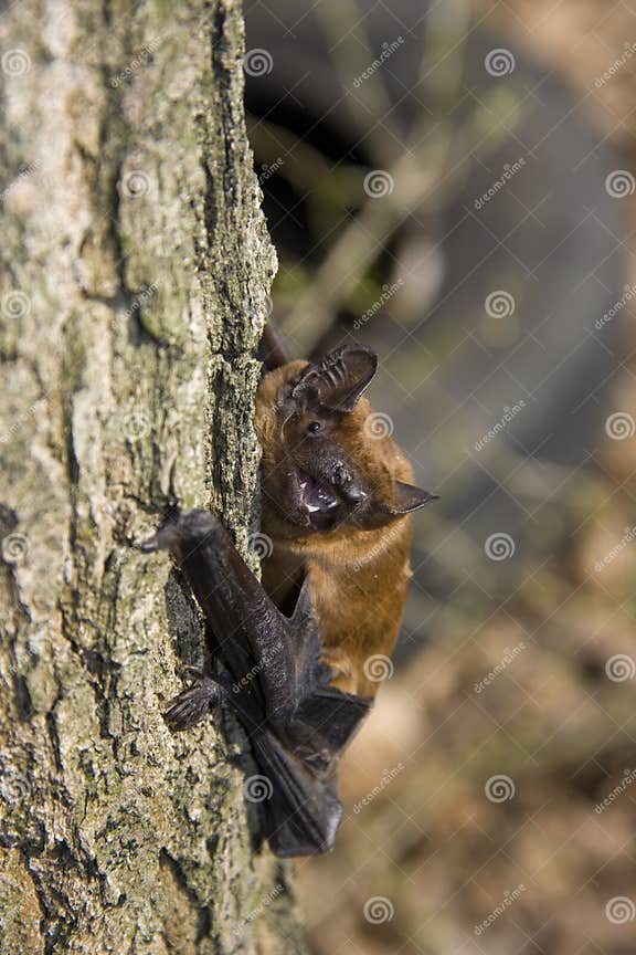 Common Noctule (Nyctalus Noctula) Stock Photo - Image of forest, climb ...