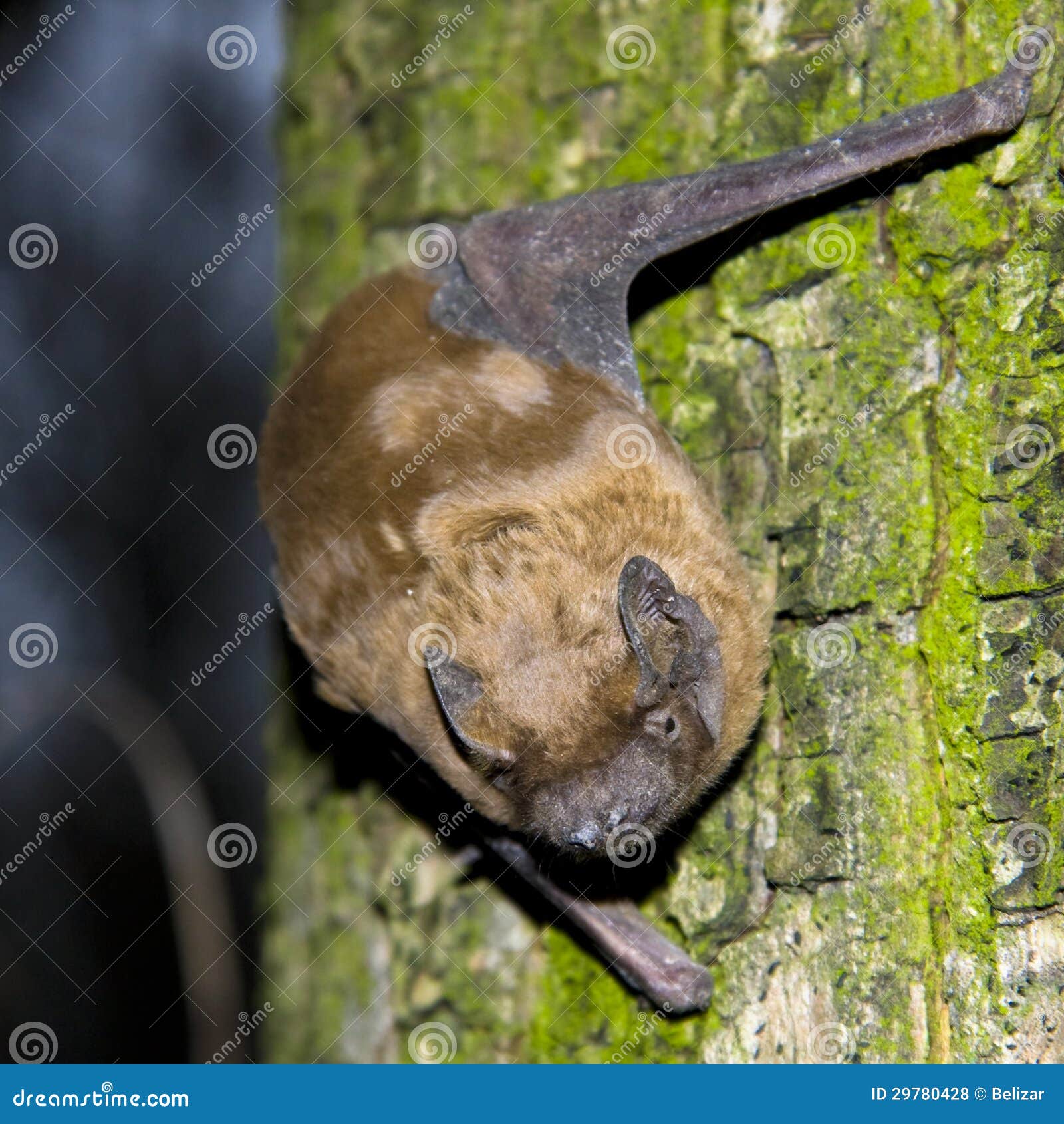 Bat on tree stock photo. Image of climbing, chiroptera - 29780428