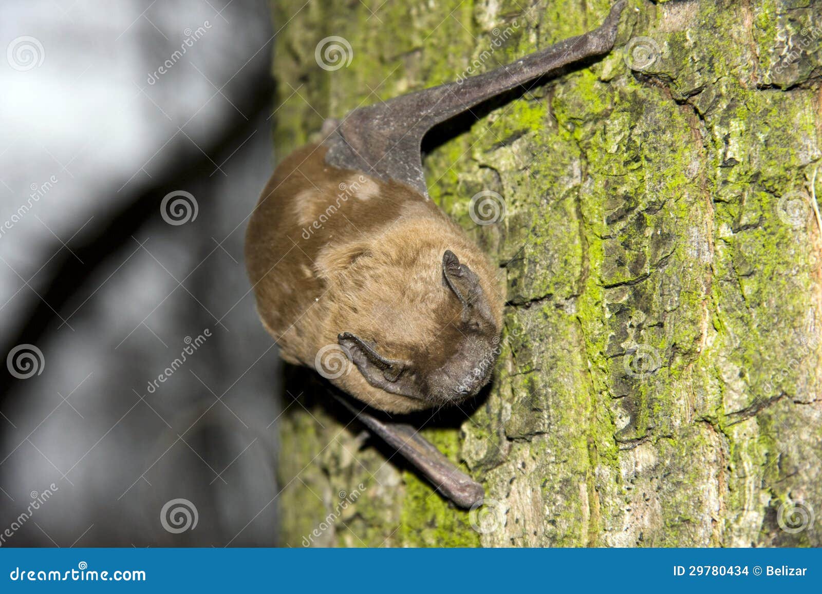 Bat on tree stock photo. Image of moss, common, noctula - 29780434