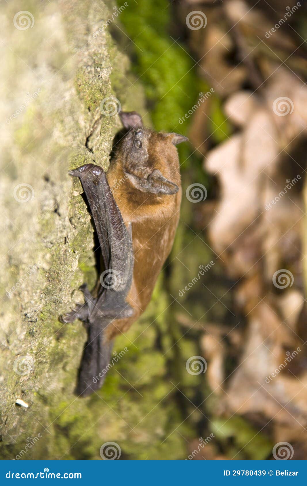 Bat on tree stock image. Image of climb, noctula, tree - 29780439