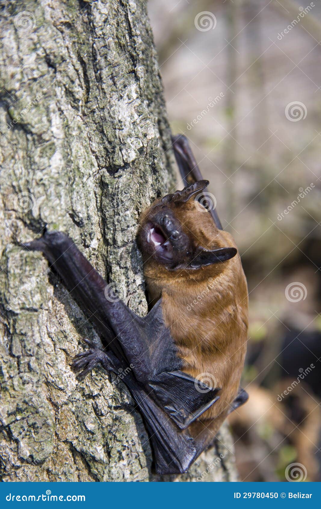 Bat on tree stock photo. Image of wood, noctule, noctula - 29780450