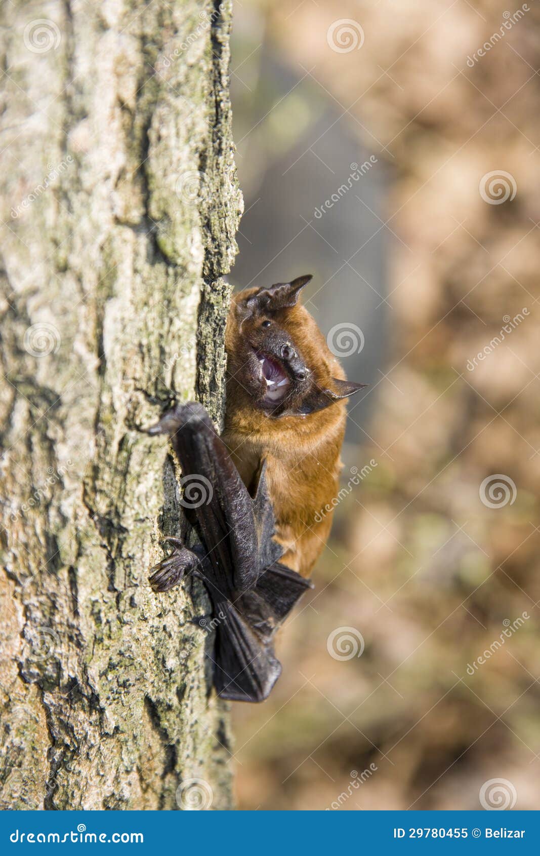 Bat on tree stock image. Image of moss, climb, chiroptera - 29780455