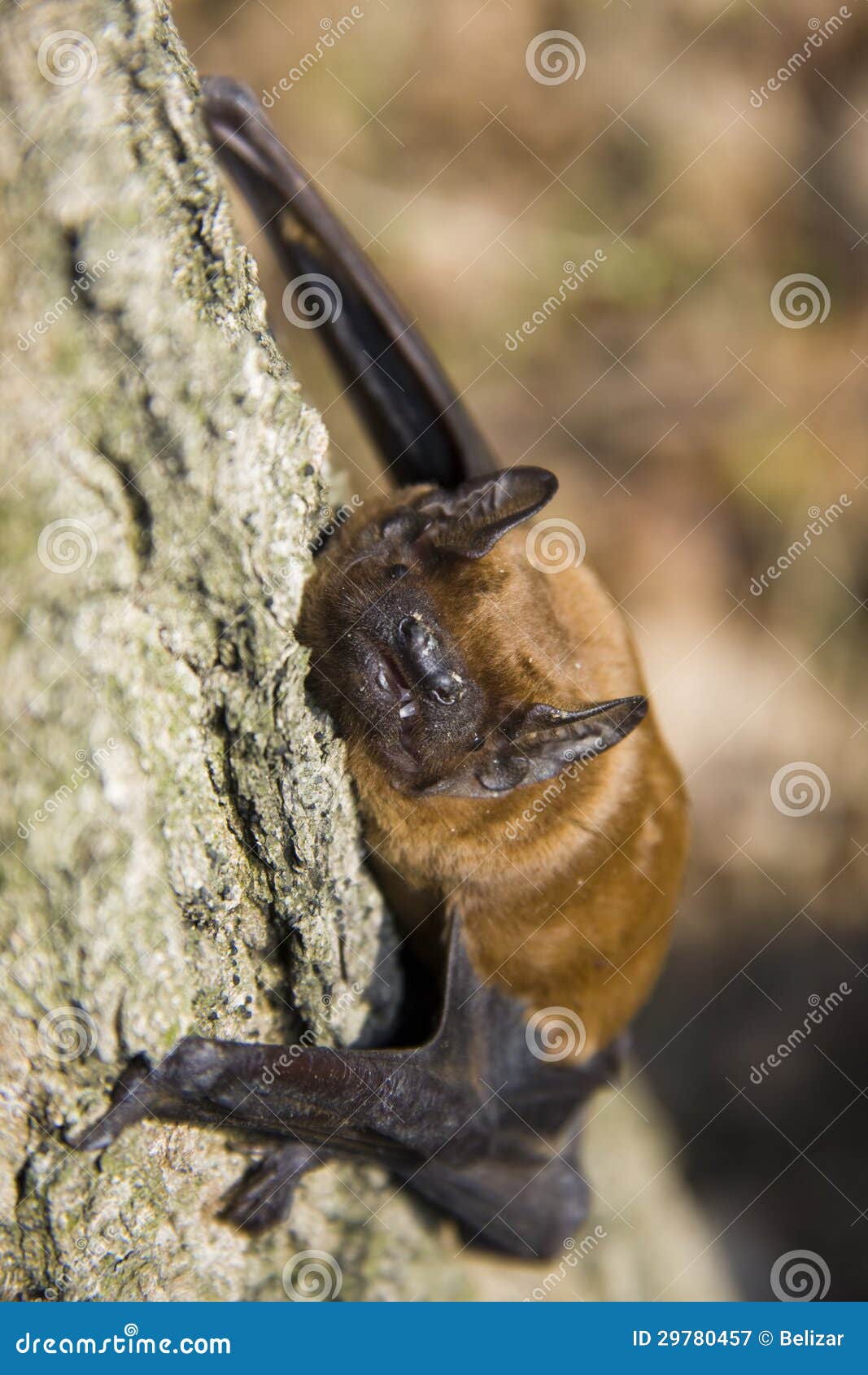 Bat on tree stock image. Image of nocturnal, nyctalus - 29780457