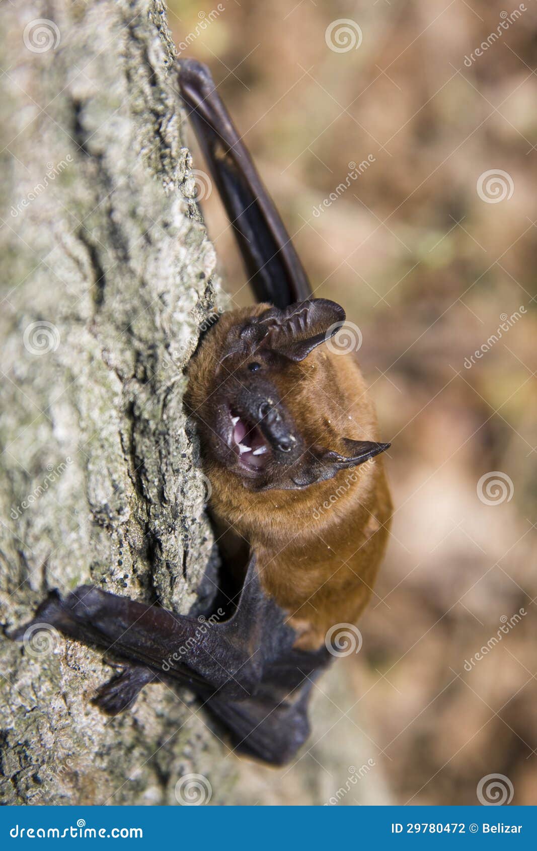 Bat on tree stock photo. Image of climbing, chiroptera - 29780472