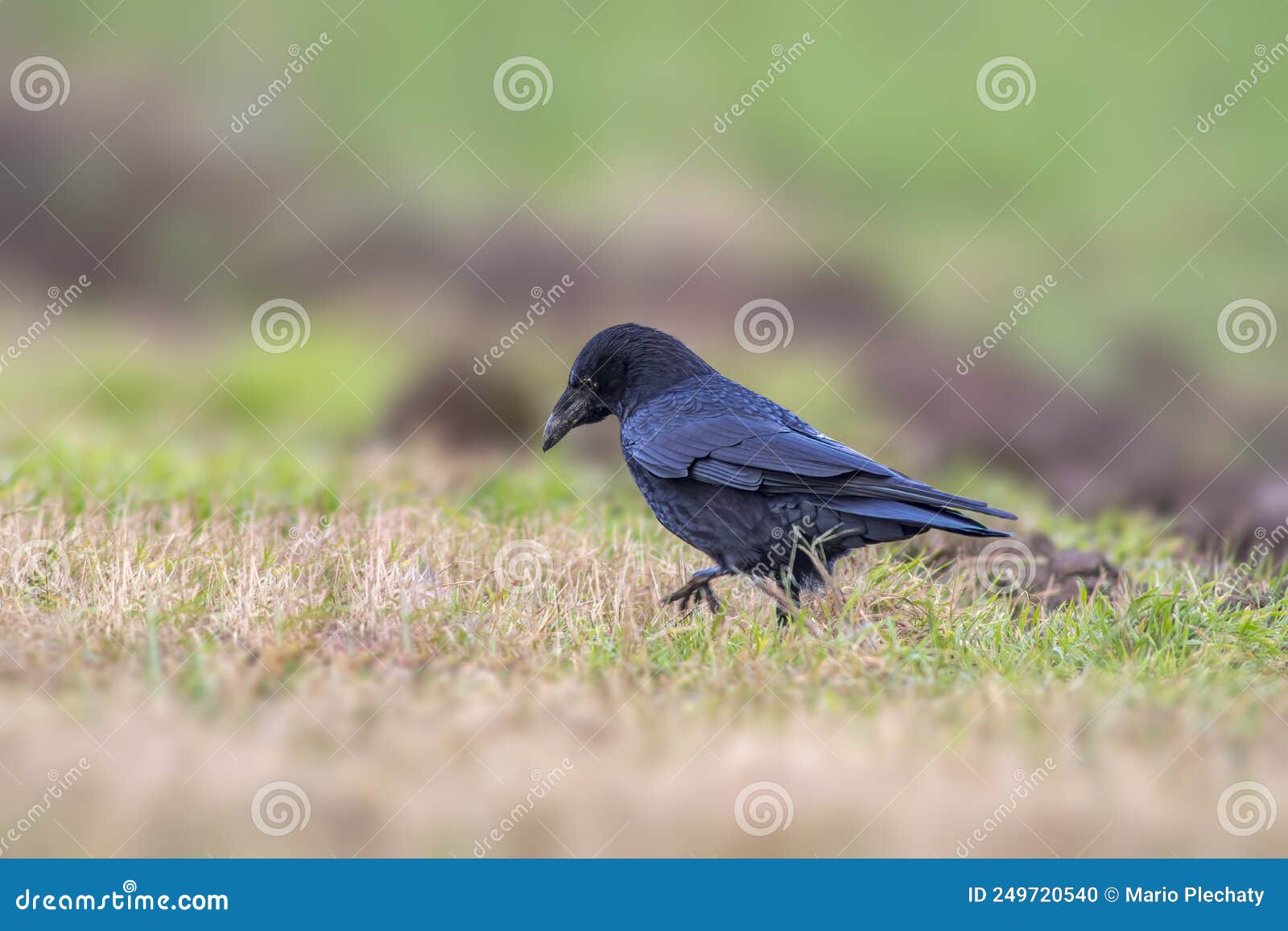 A Common Northern Raven is Looking for Food in a Meadow Stock Photo ...