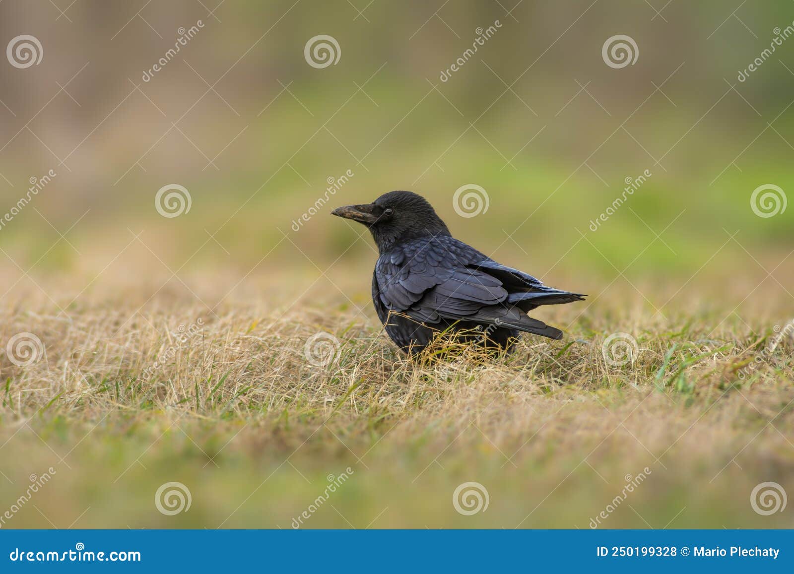 Common Northern Raven is Looking for Food in a Meadow Stock Photo ...