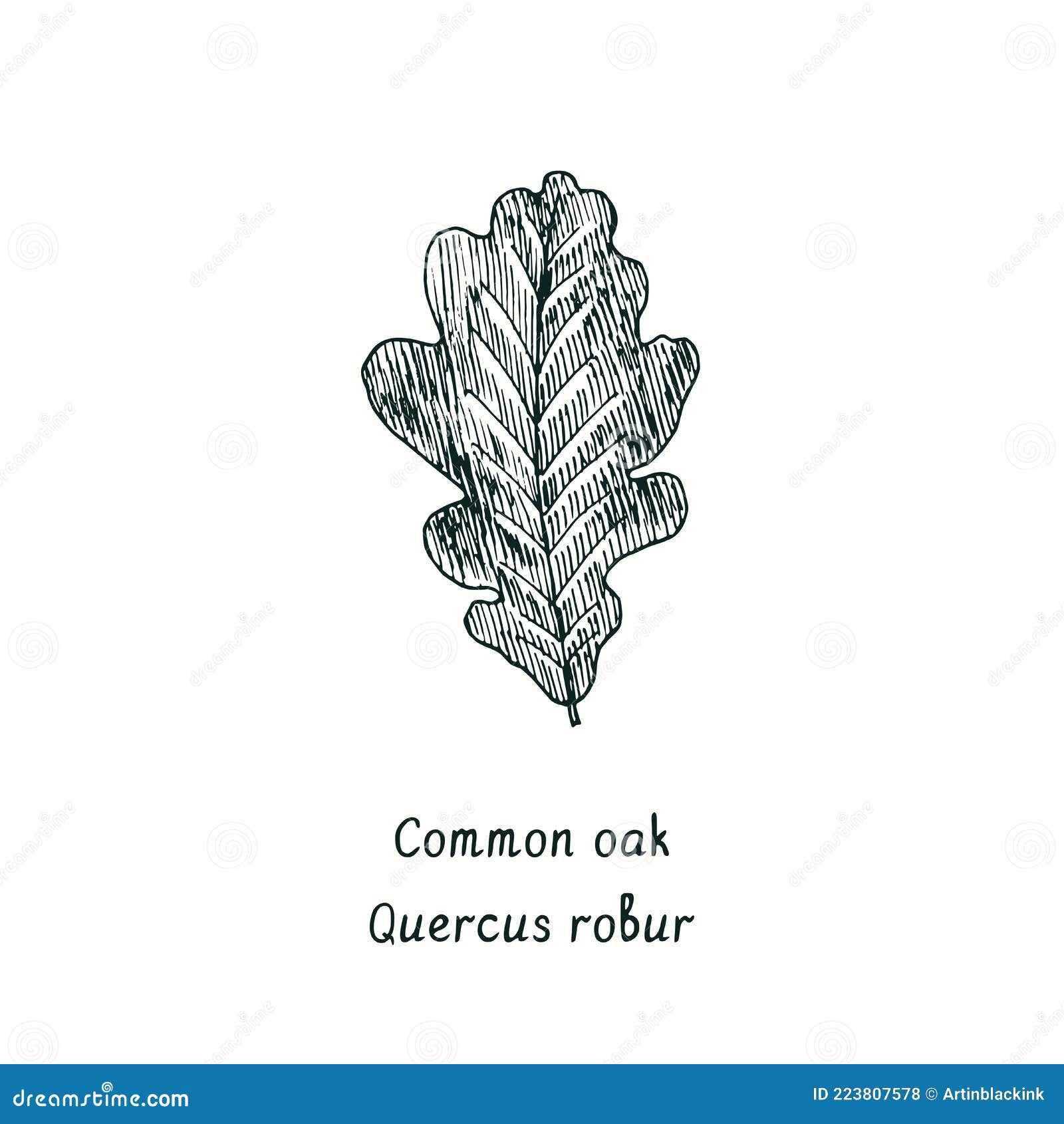 Common Oak Quercus Leaf And Acorn, Hand Drawn Doodle, Sketch Vector ...