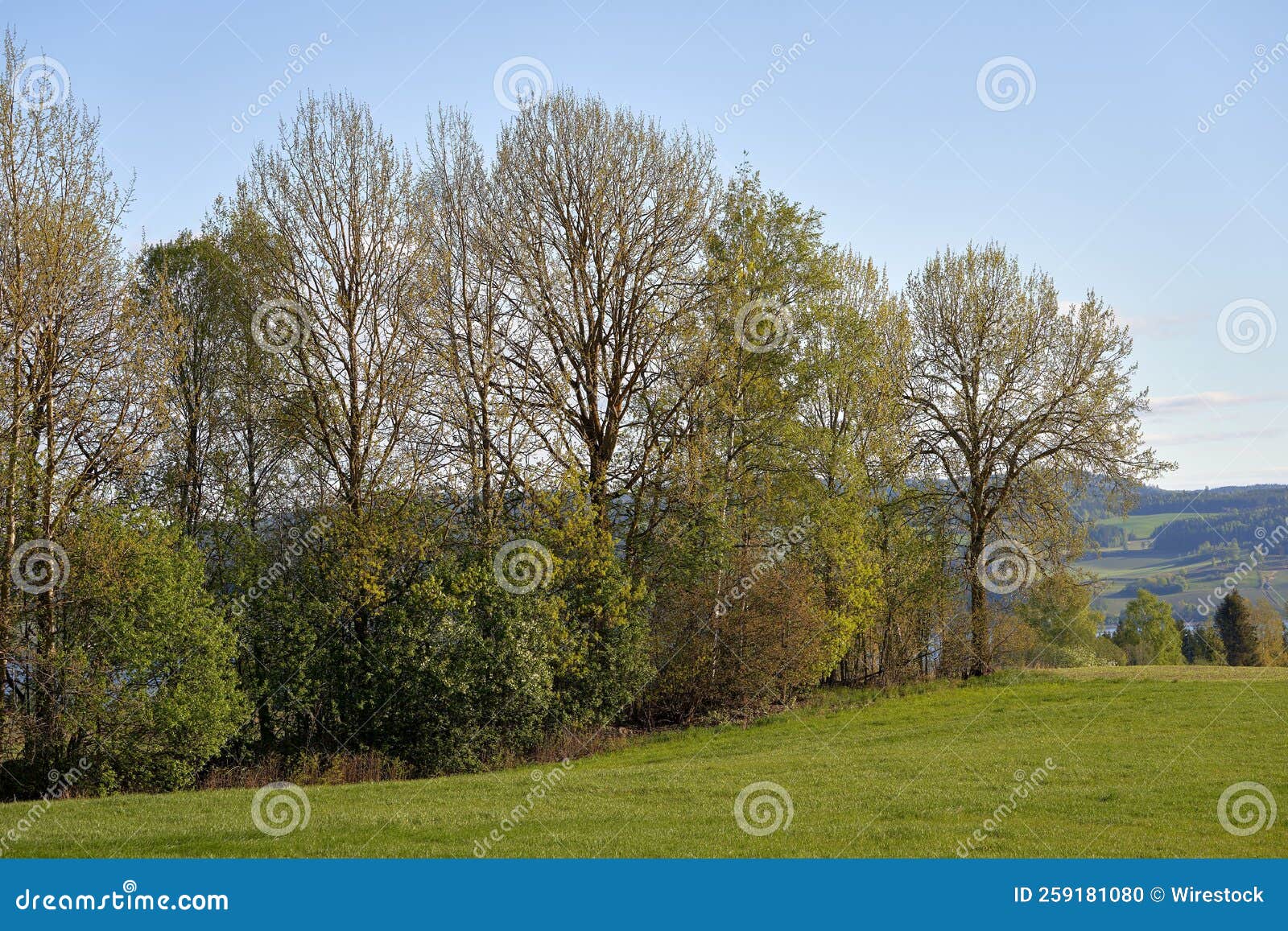 Oaks and Other Trees in the Green Field Stock Photo - Image of ...