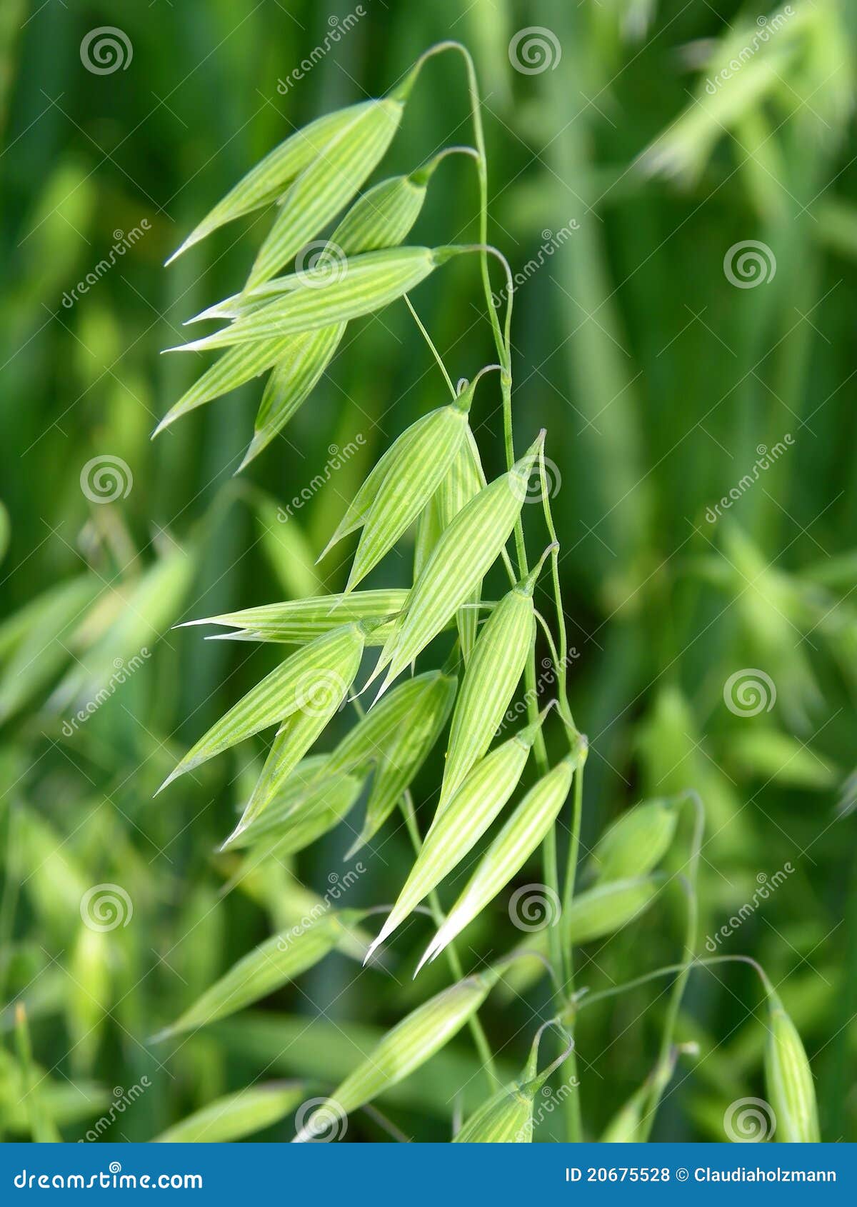 Common Oat stock photo. Image of harvest, natural, seed - 20675528