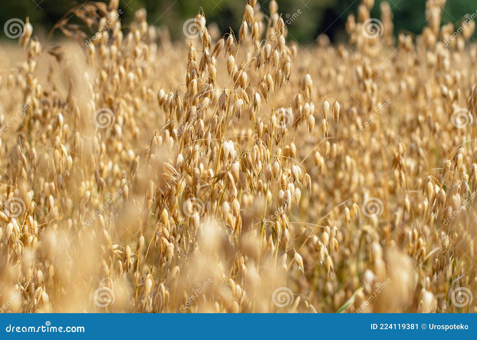 Common Oat Growing in a Oat Field Stock Image - Image of organic, flour ...