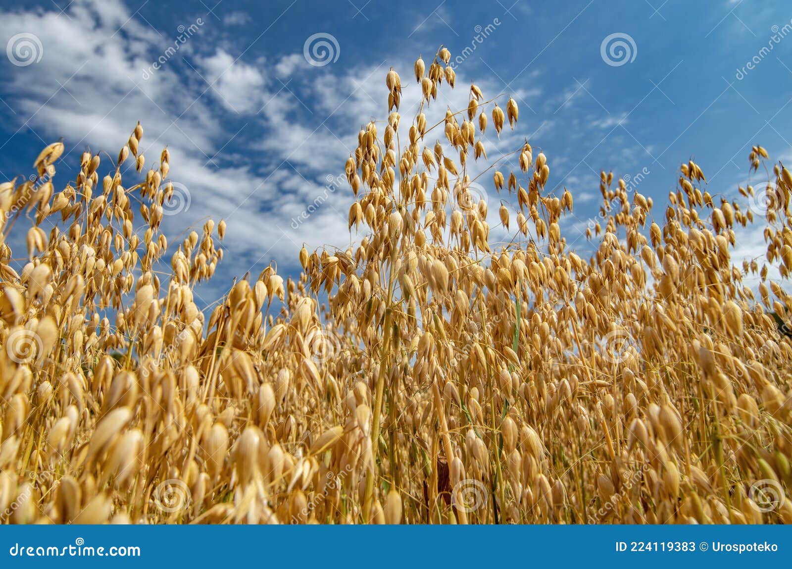 Common Oat Growing in a Oat Field Stock Image - Image of field ...