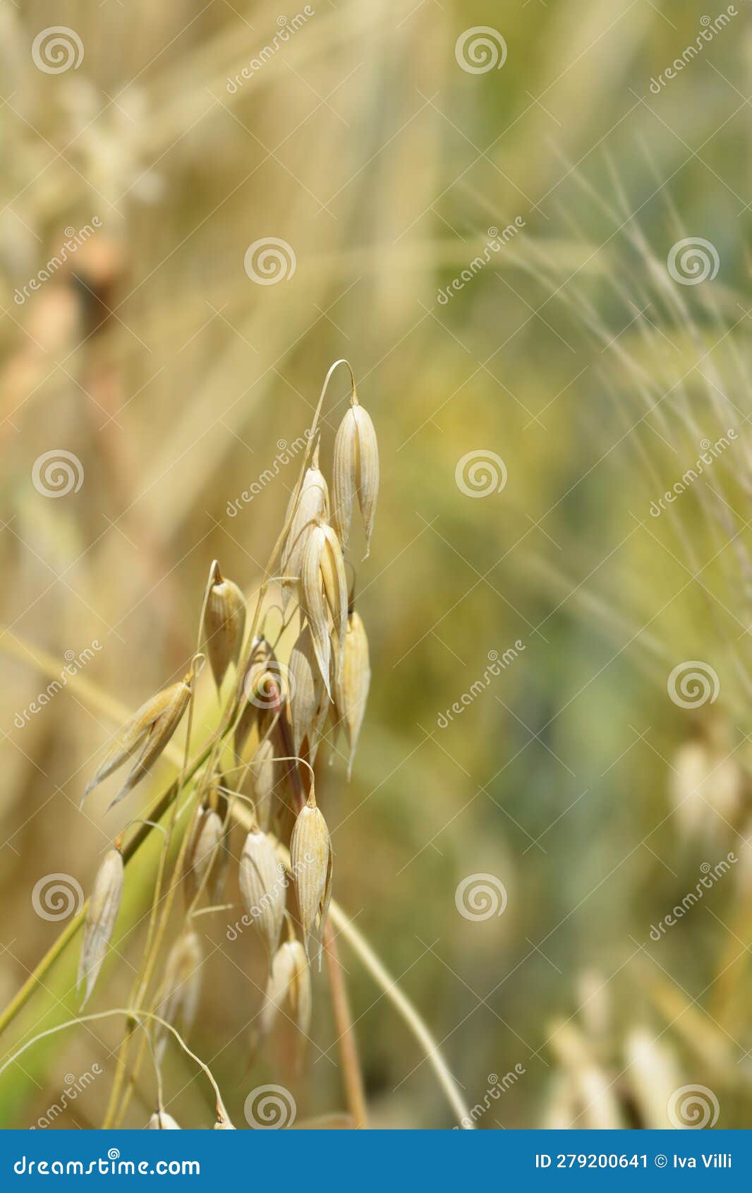 Common oat stock image. Image of garden, close, cereal - 279200641