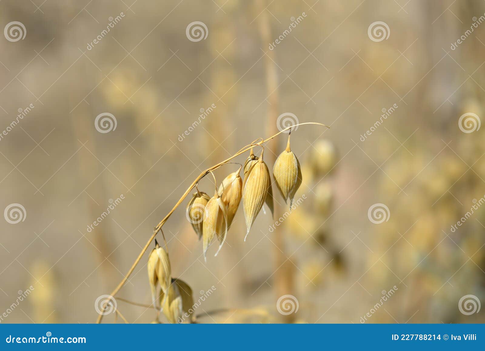 Common oat stock photo. Image of common, outdoors, botany - 227788214