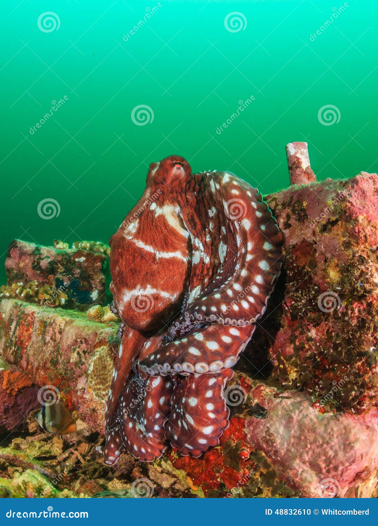 Common Octopus during an Algae Bloom Stock Photo - Image of aquatic ...