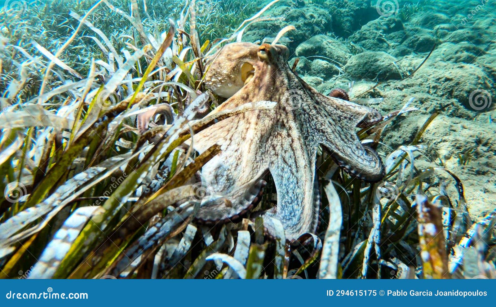 Common Octopus Camouflaging on Algae Underwater Stock Image - Image of ...