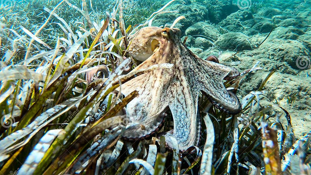 Common Octopus Camouflaging on Algae Underwater Stock Image - Image of ...
