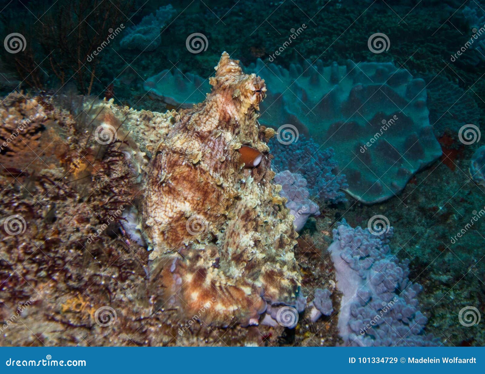 Common Octopus Camouflaging Itself. Stock Image - Image of camouflaging ...