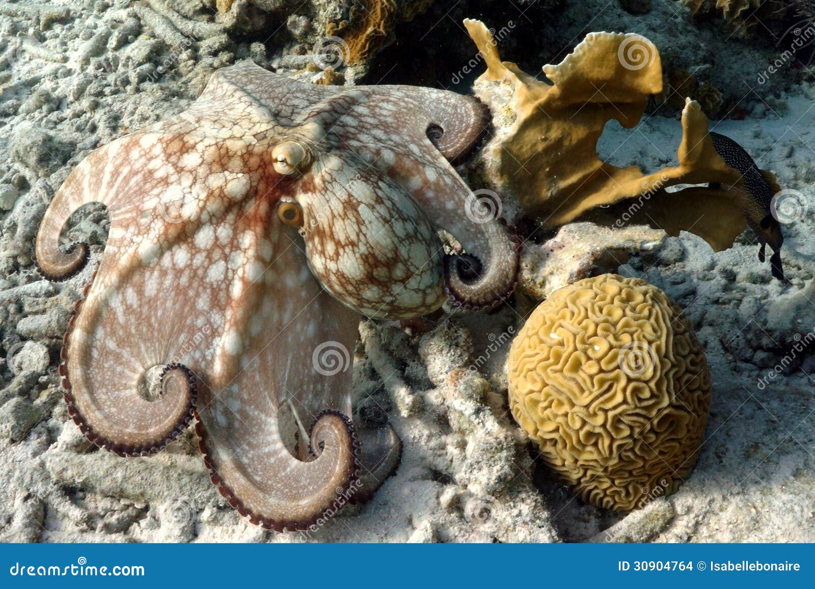 The Common Caribbean Starfish (Oreaster Reticulatus). Stock Photo ...