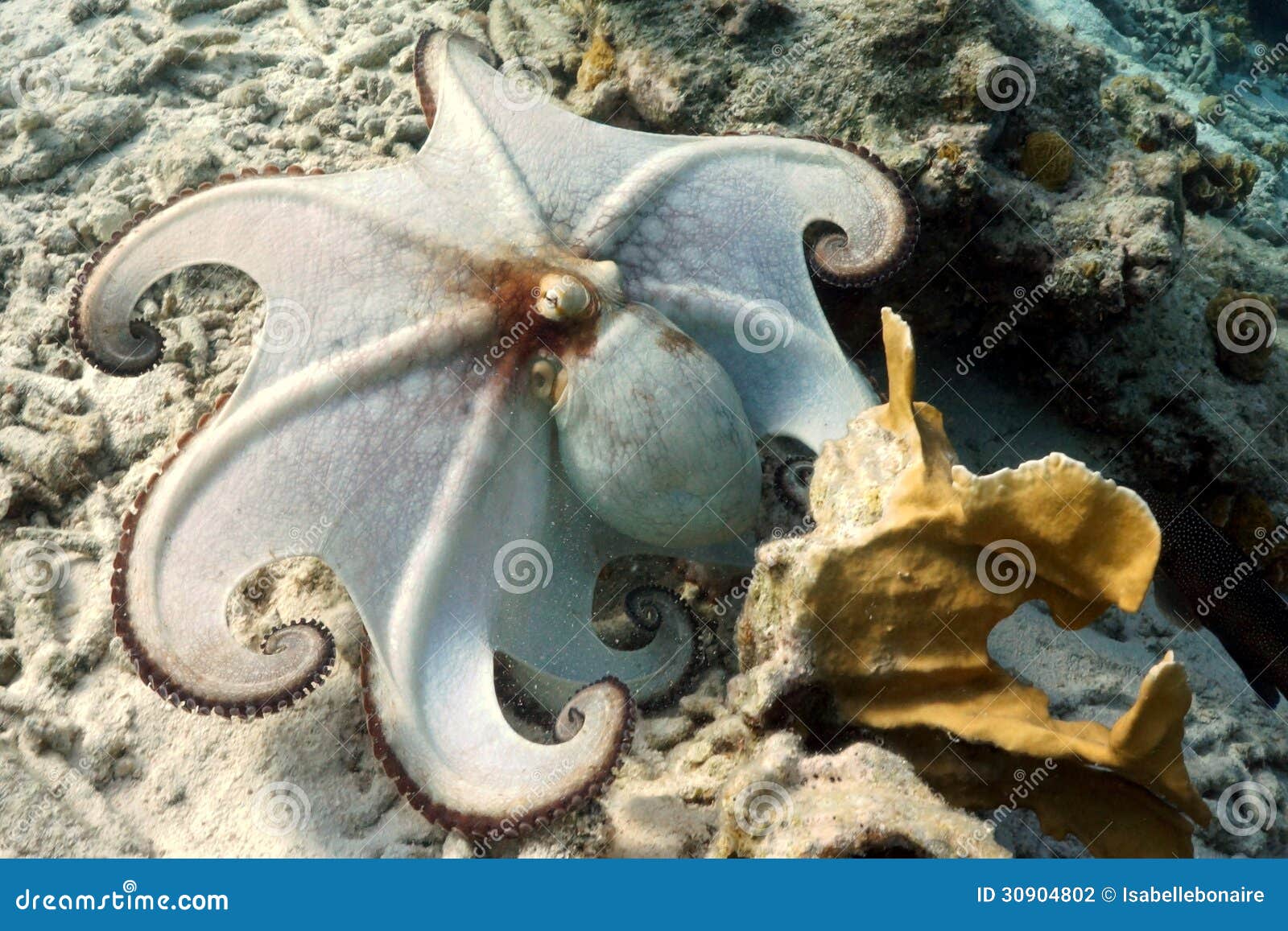 Common octopus stock photo. Image of oktopus, diving - 30904802