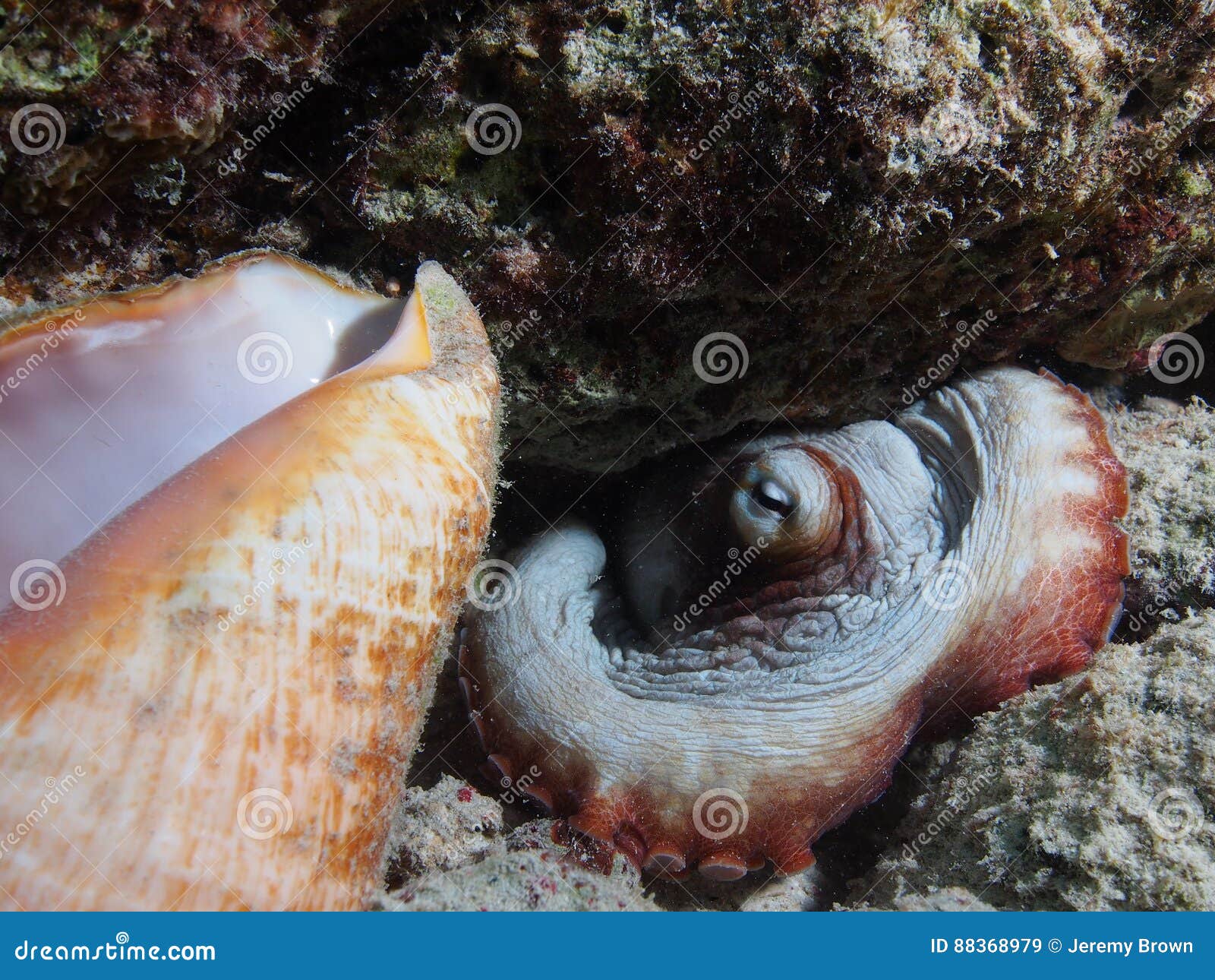 Common Octopus with Conch Shell Stock Image - Image of diving ...