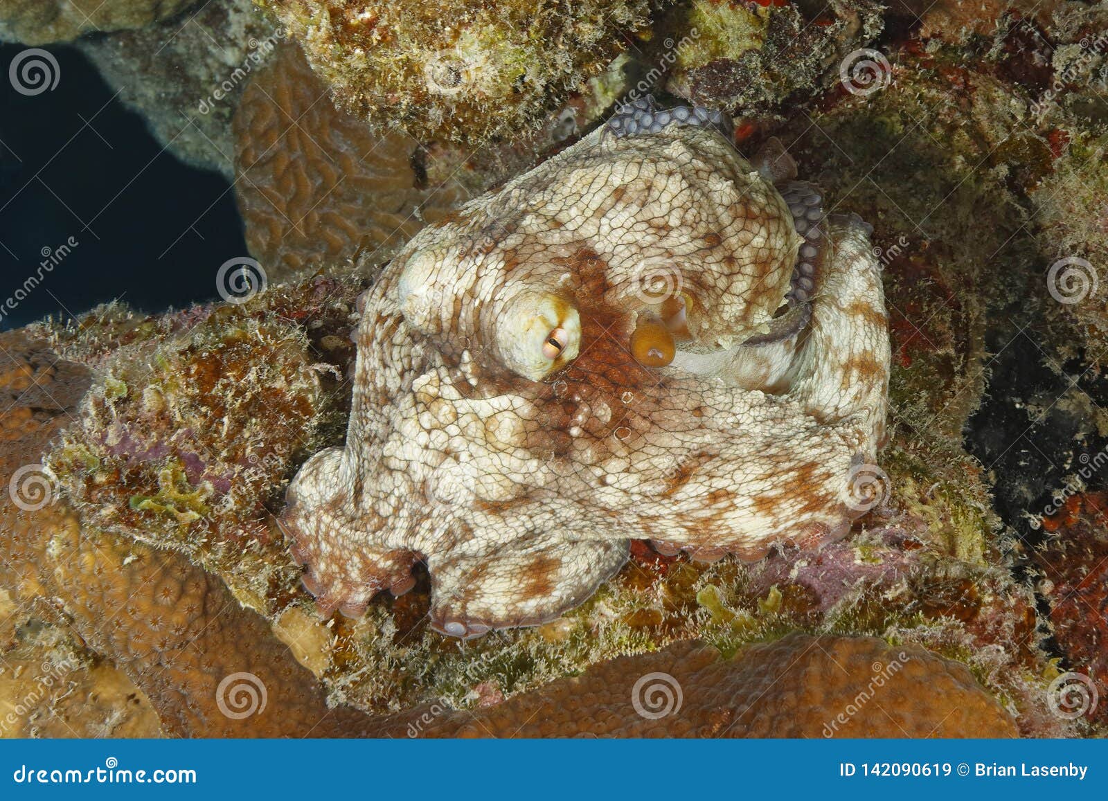 Common Octopus on a Coral Reef Stock Image - Image of camouflage, water ...