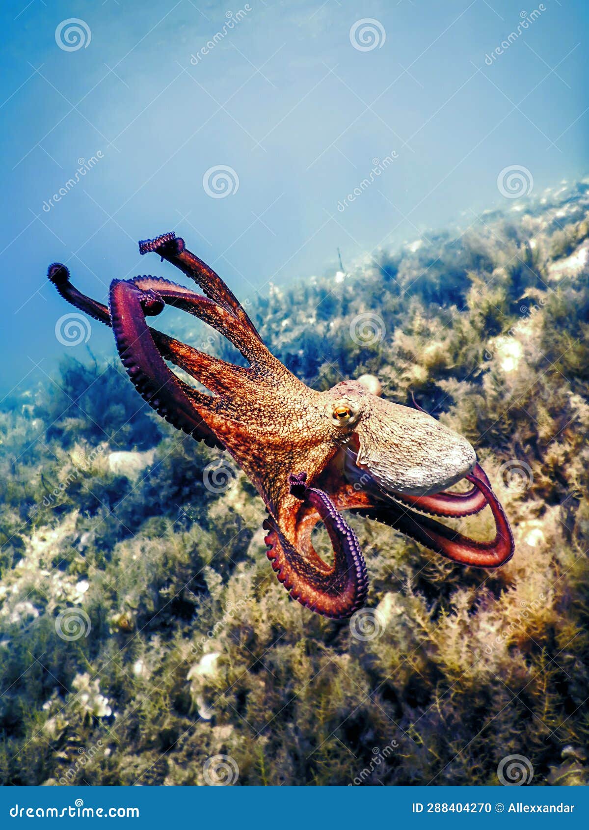 Common Octopus Flight (Octopus Vulgaris Stock Photo - Image of octopus ...