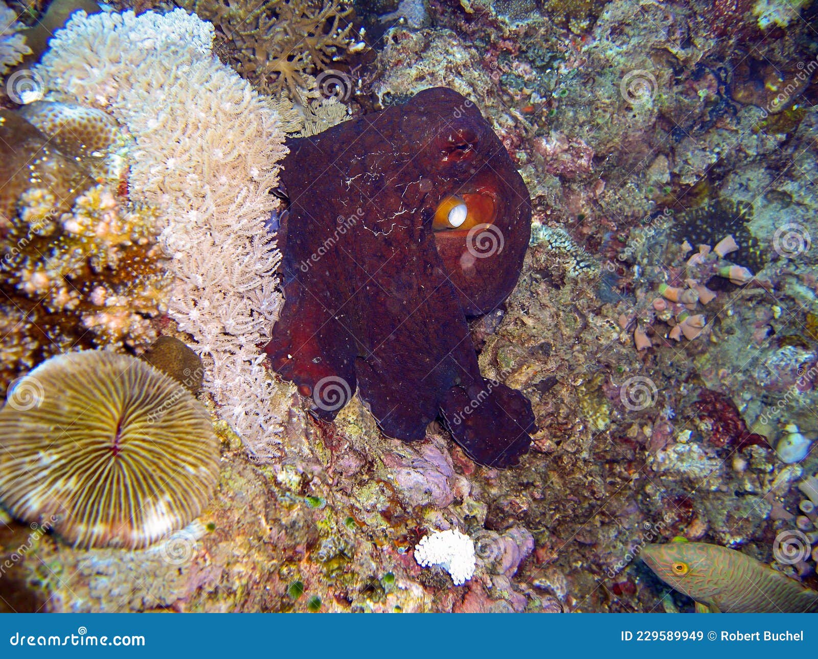 Common Octopus in the Filipino Sea 27.11.2011 Stock Image - Image of ...