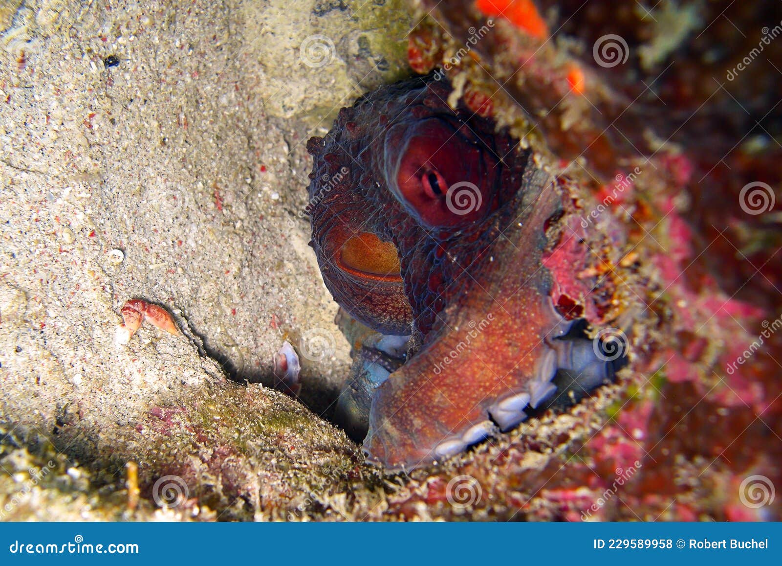 Common Octopus in the Filipino Sea 2.12.2011 Stock Photo - Image of ...